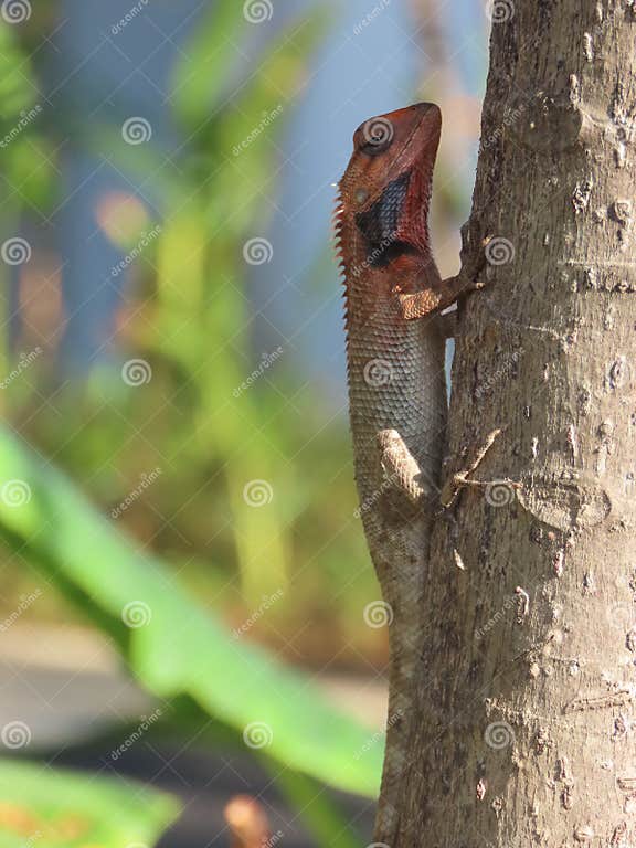 Oriental Garden Lizard Hide from the Sun Stock Photo - Image of hide ...