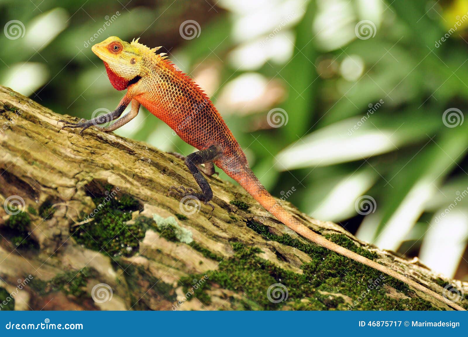Oriental garden lizard stock image. Image of garden, wild - 46875717