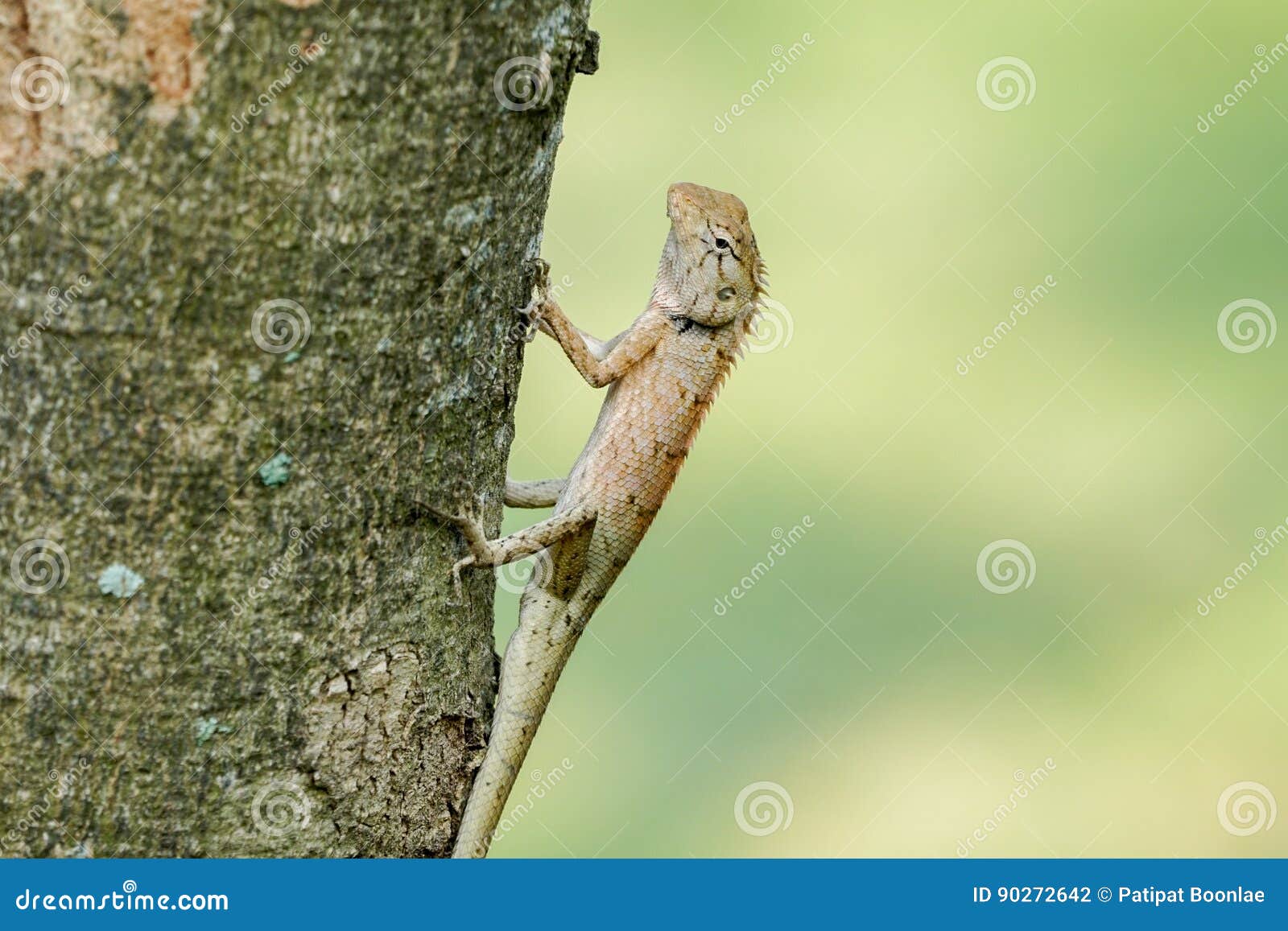 Oriental Garden Lizard on a Tree Stock Photo - Image of crawl, brown ...