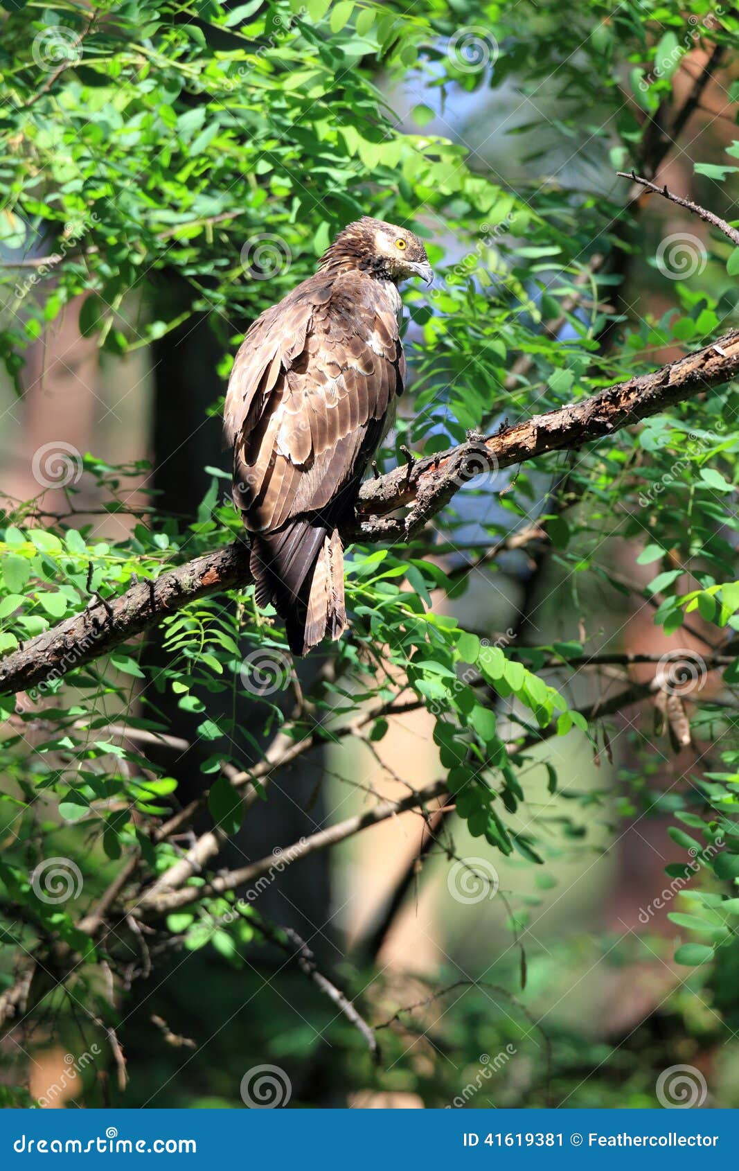 Oriental honey-buzzard stock image. Image of natural - 41619381