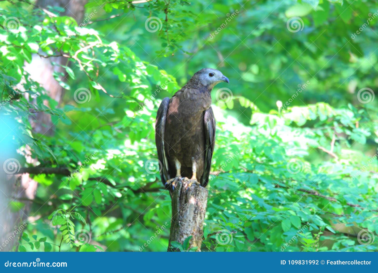 Oriental Honey-buzzard in Japan Stock Photo - Image of asia, natural ...