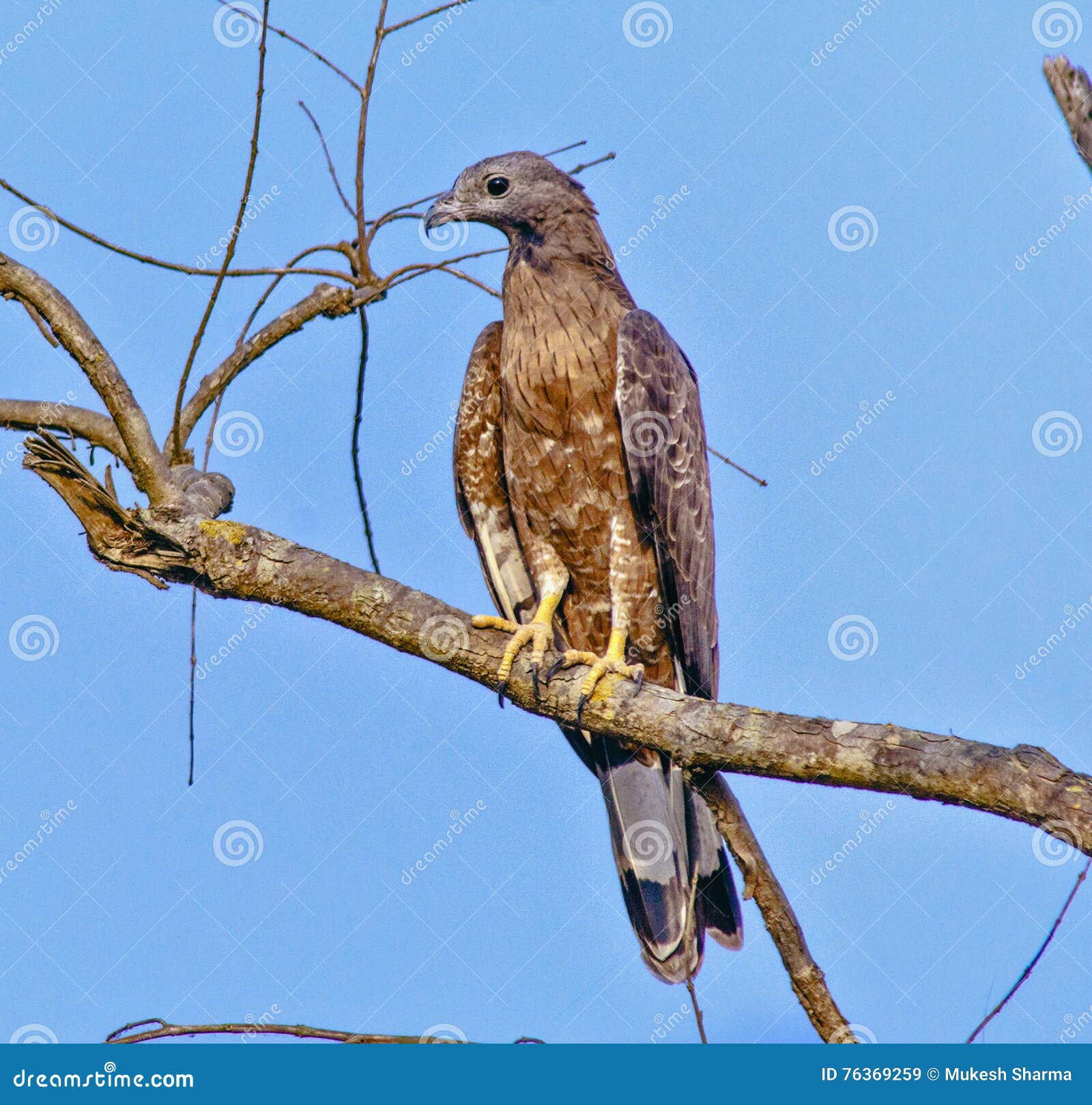 Oriental Honey Buzzard stock image. Image of rest, buzzard - 76369259