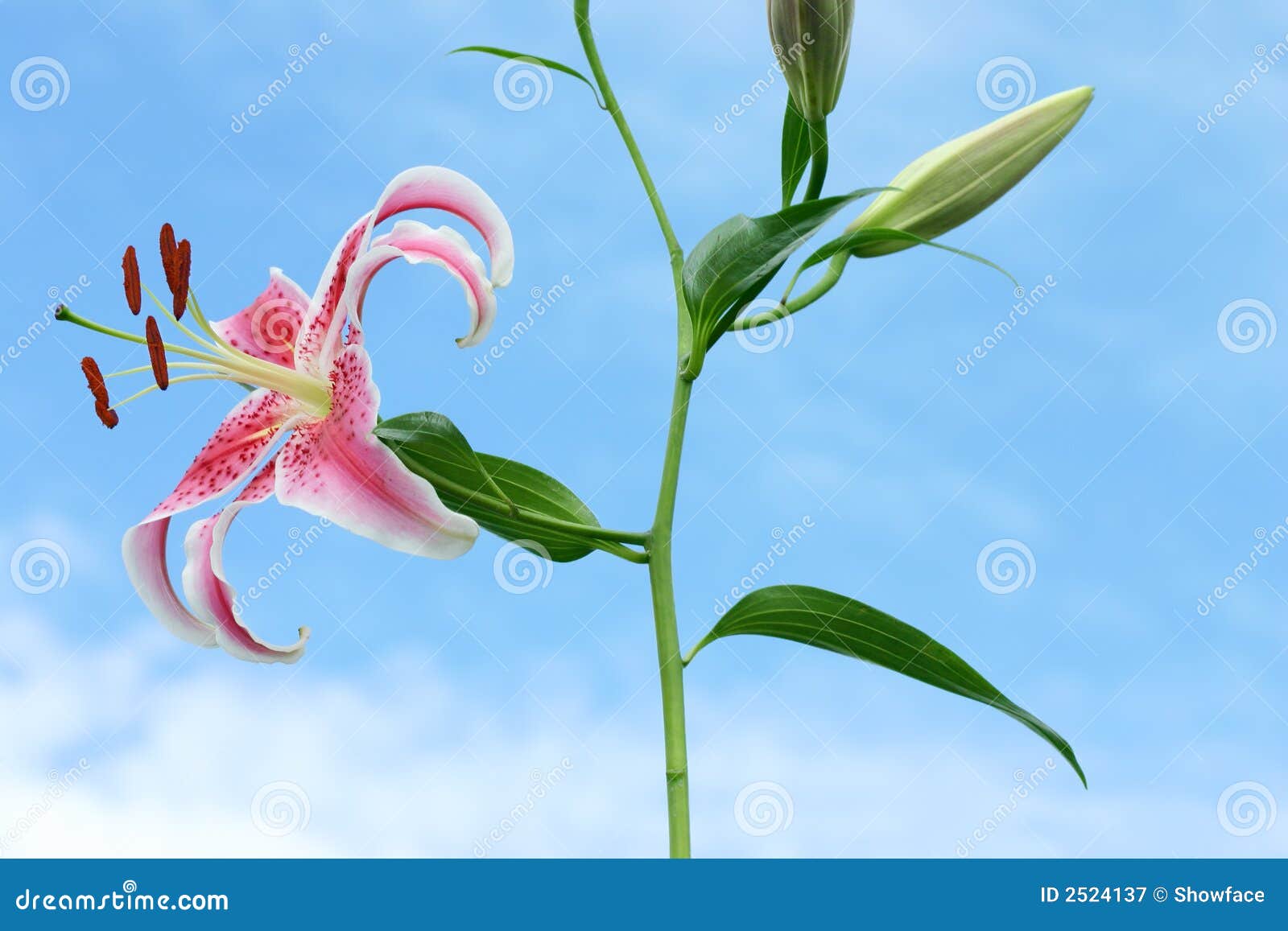 Oriental Lilium - Side View Stock Image - Image of natural, gardening ...
