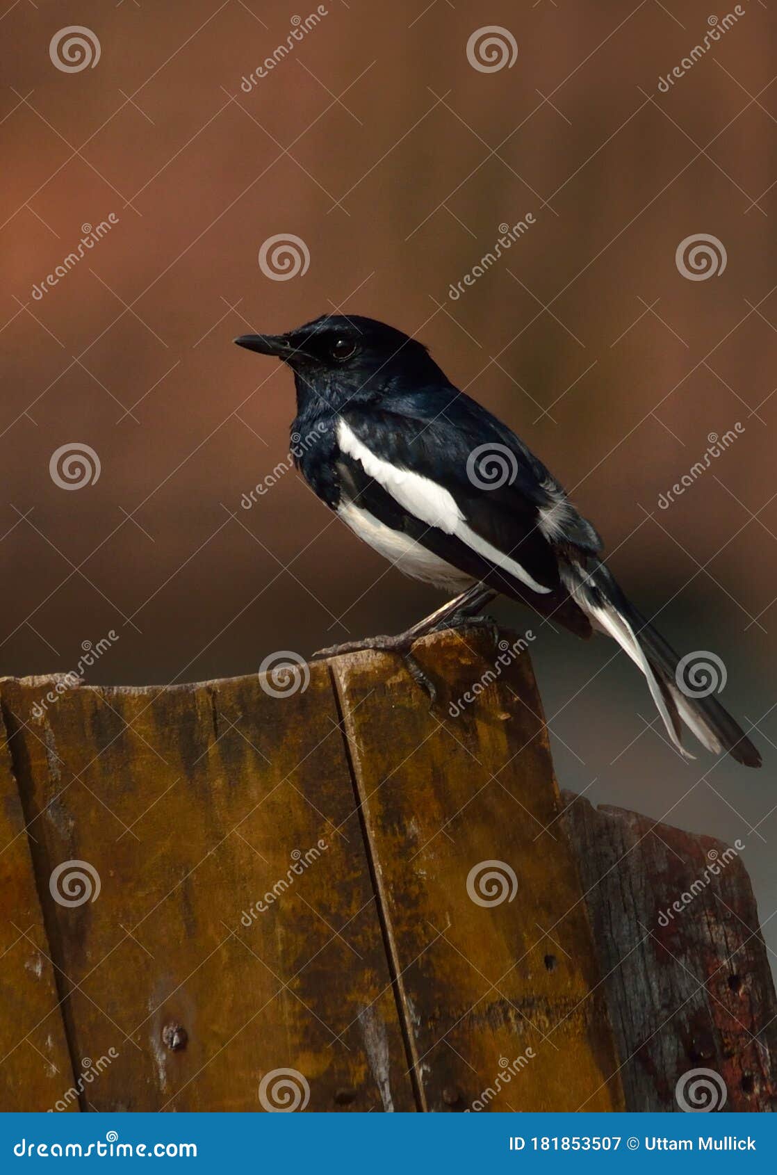 Oriental Magpie Bird in Habitat . Stock Image - Image of oriental ...
