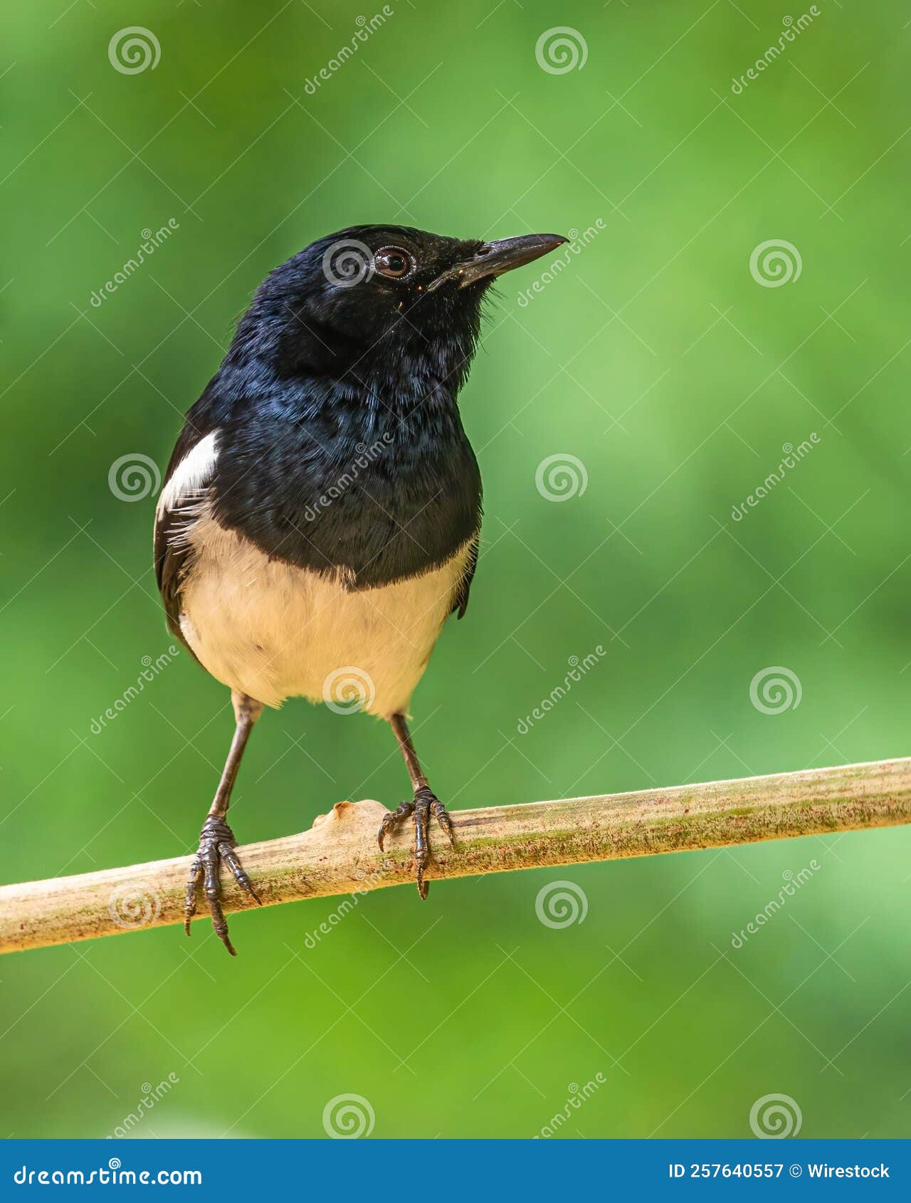 Frontal Close Up of a Oriental Magpie Stock Image - Image of male ...