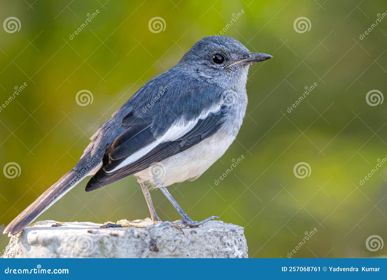 A Oriental Magpie Juvenile Sitting on a Pillar Stock Image - Image of ...