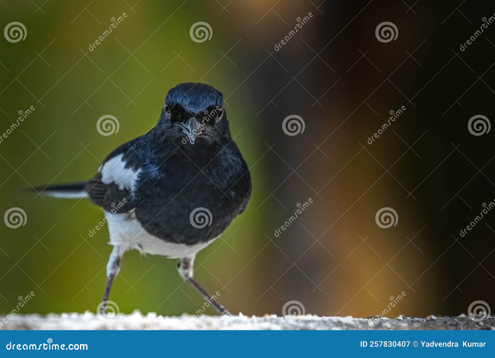 A Oriental Magpie Looking the Camera Stock Image - Image of tail, perch ...