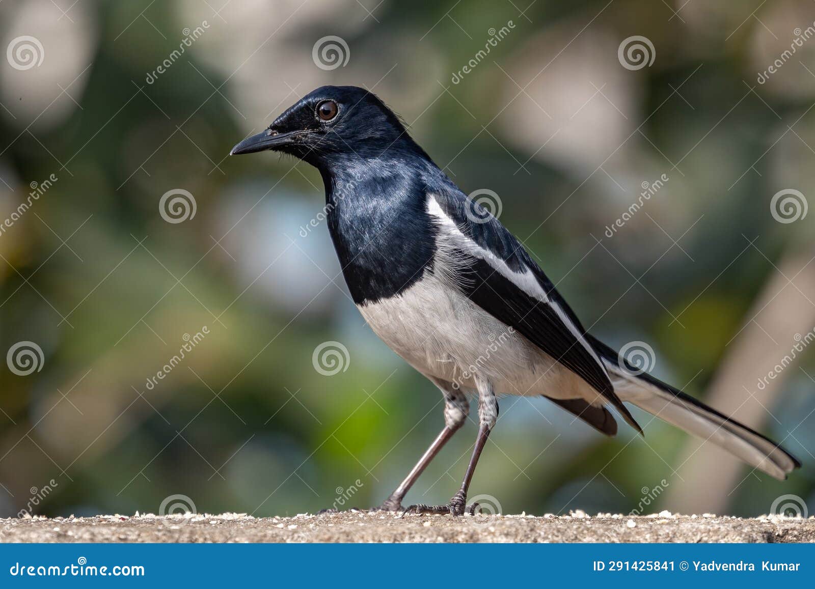 A Oriental Magpie stock image. Image of perched, colours - 291425841