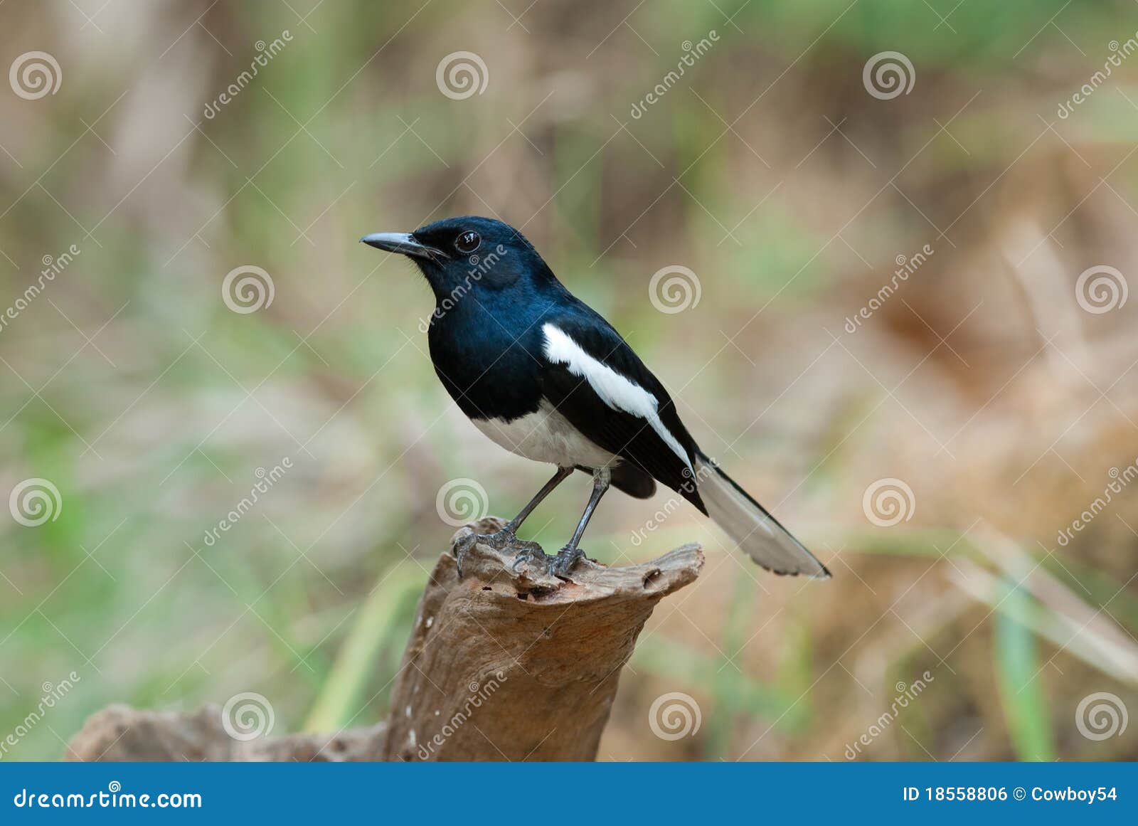 Oriental magpie-robin stock photo. Image of wild, tropical - 18558806