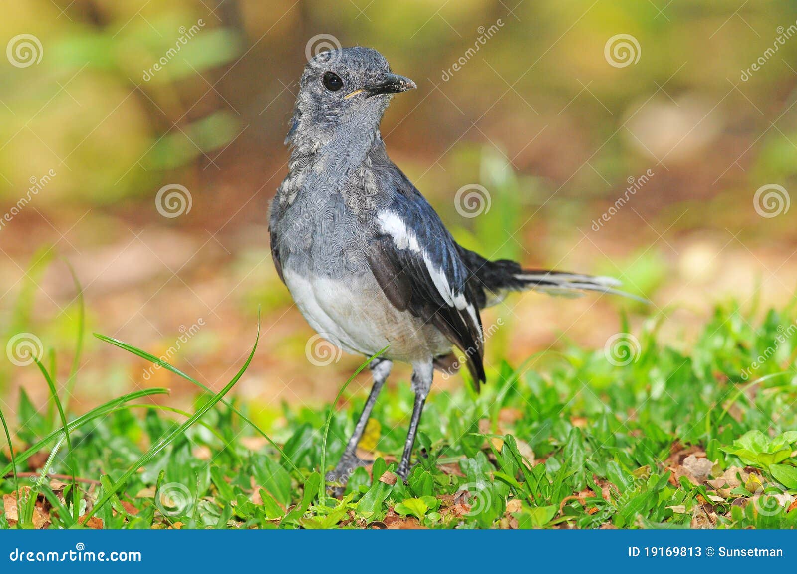 Oriental Magpie-robin. Oriental Magpie-robin Is A Small Passerine Bird ...