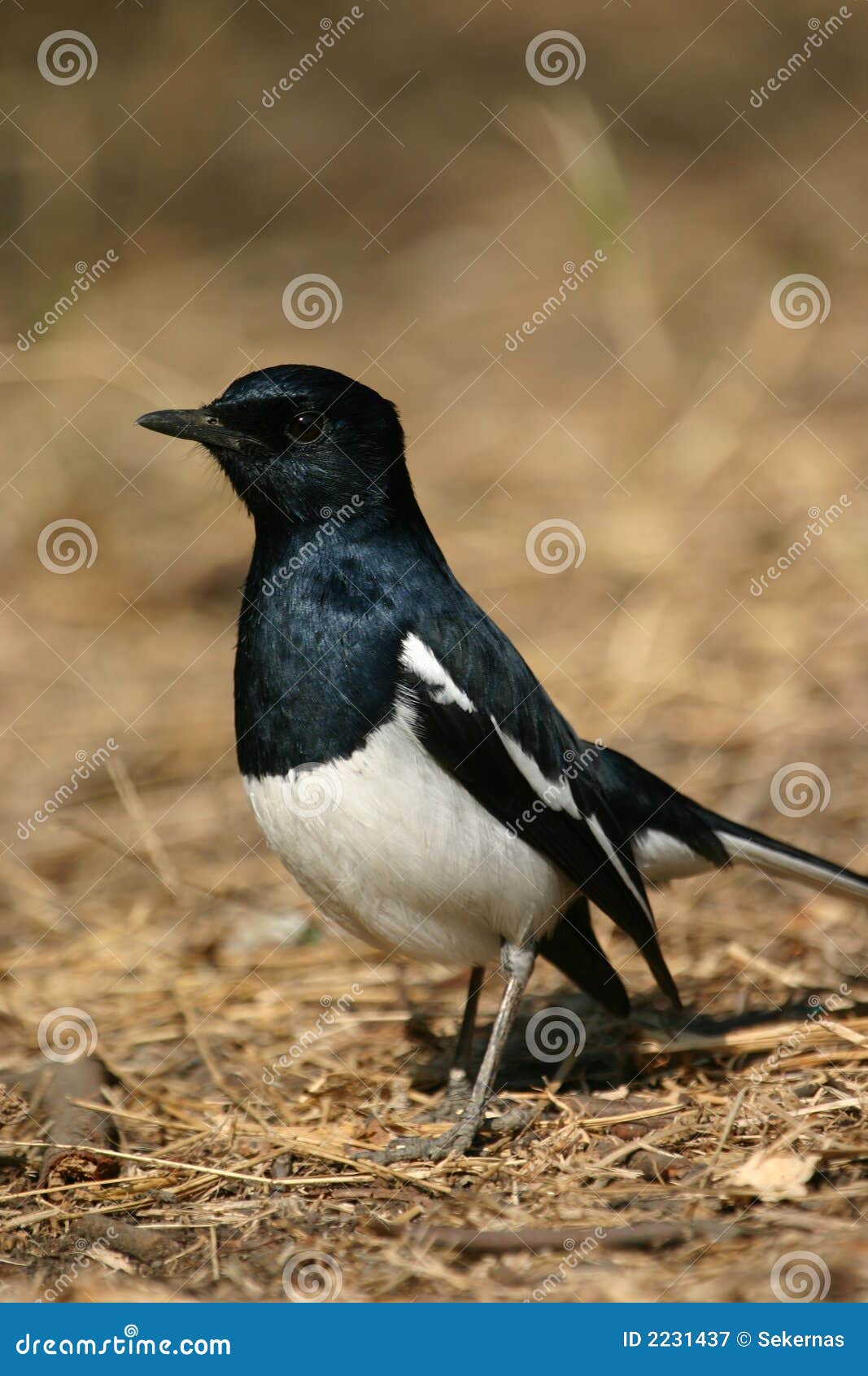 Oriental Magpie-robin. Oriental Magpie-robin Is A Small Passerine Bird ...