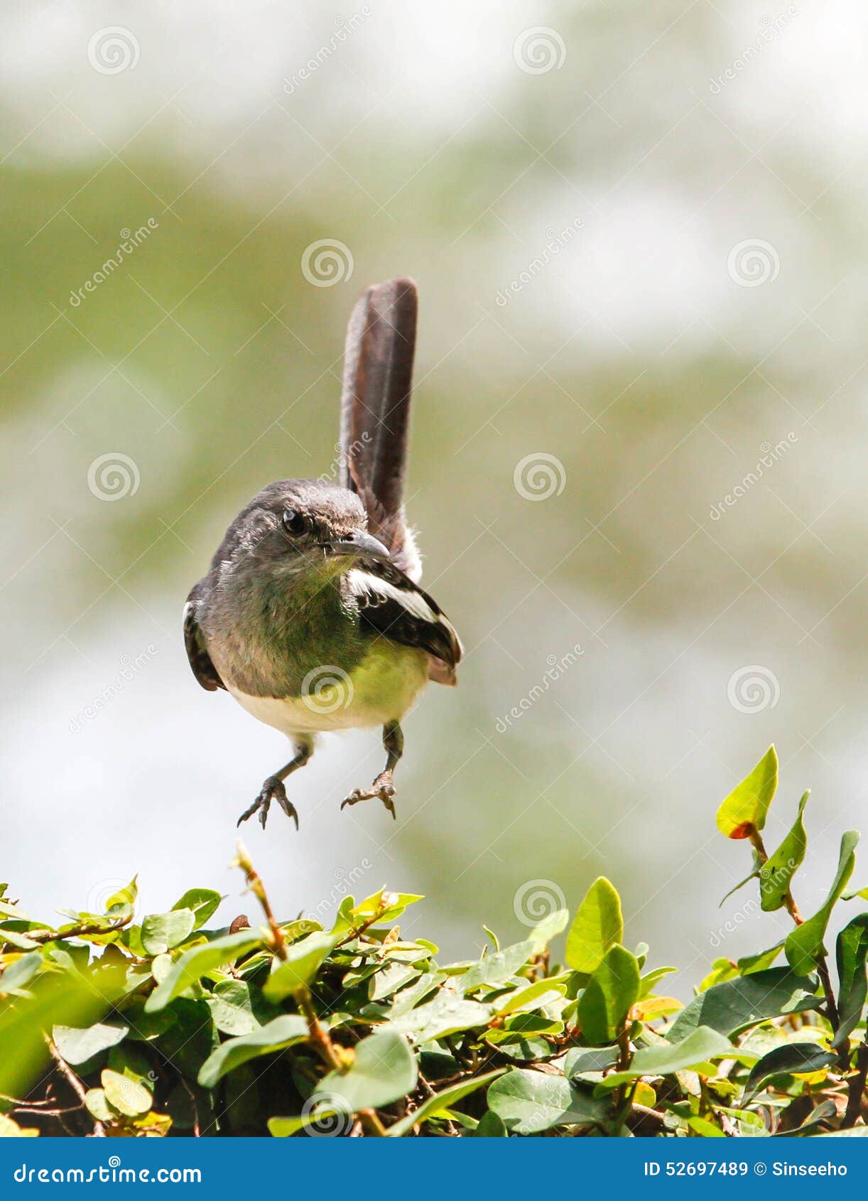 Oriental Magpie Robin stock image. Image of nature, green - 52697489