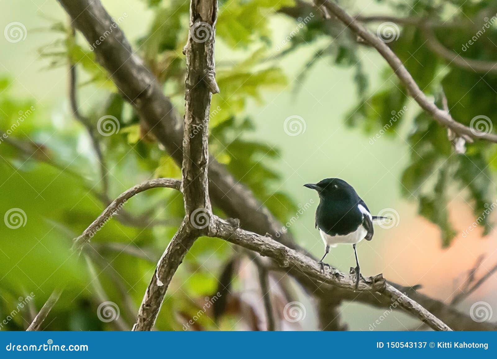 Oriental Magpie Robin the Beautiful Bird Stock Image - Image of color ...