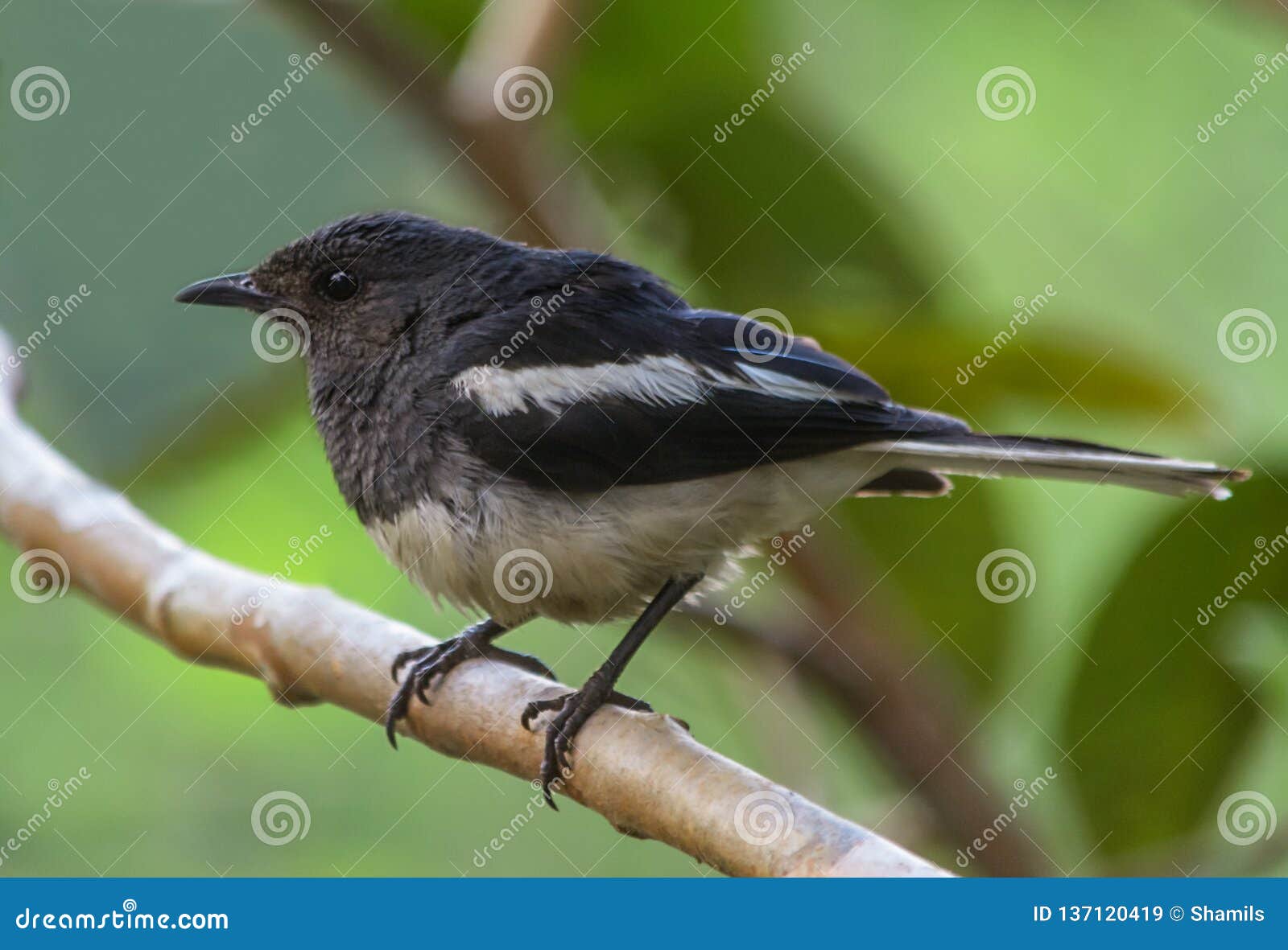 Oriental Magpie Robin Bird stock image. Image of close - 137120419