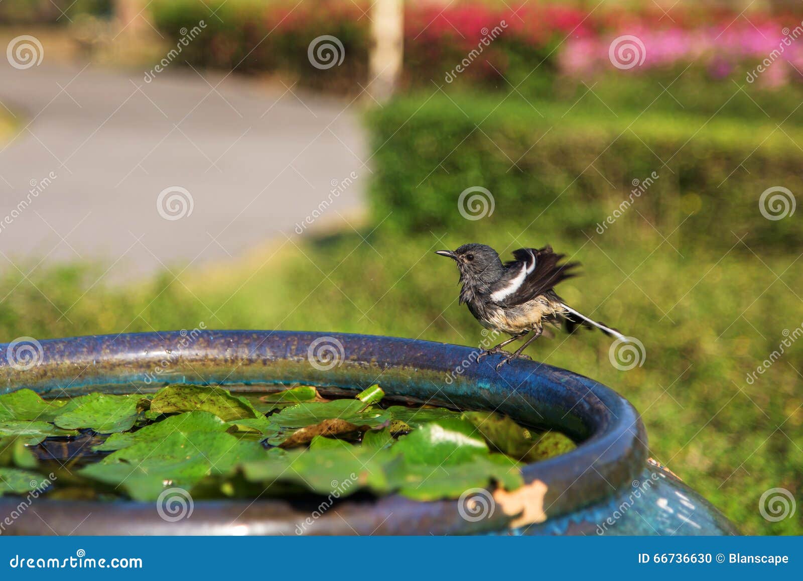 3,952 Bird Flap Photos - Free & Royalty-Free Stock Photos from Dreamstime
