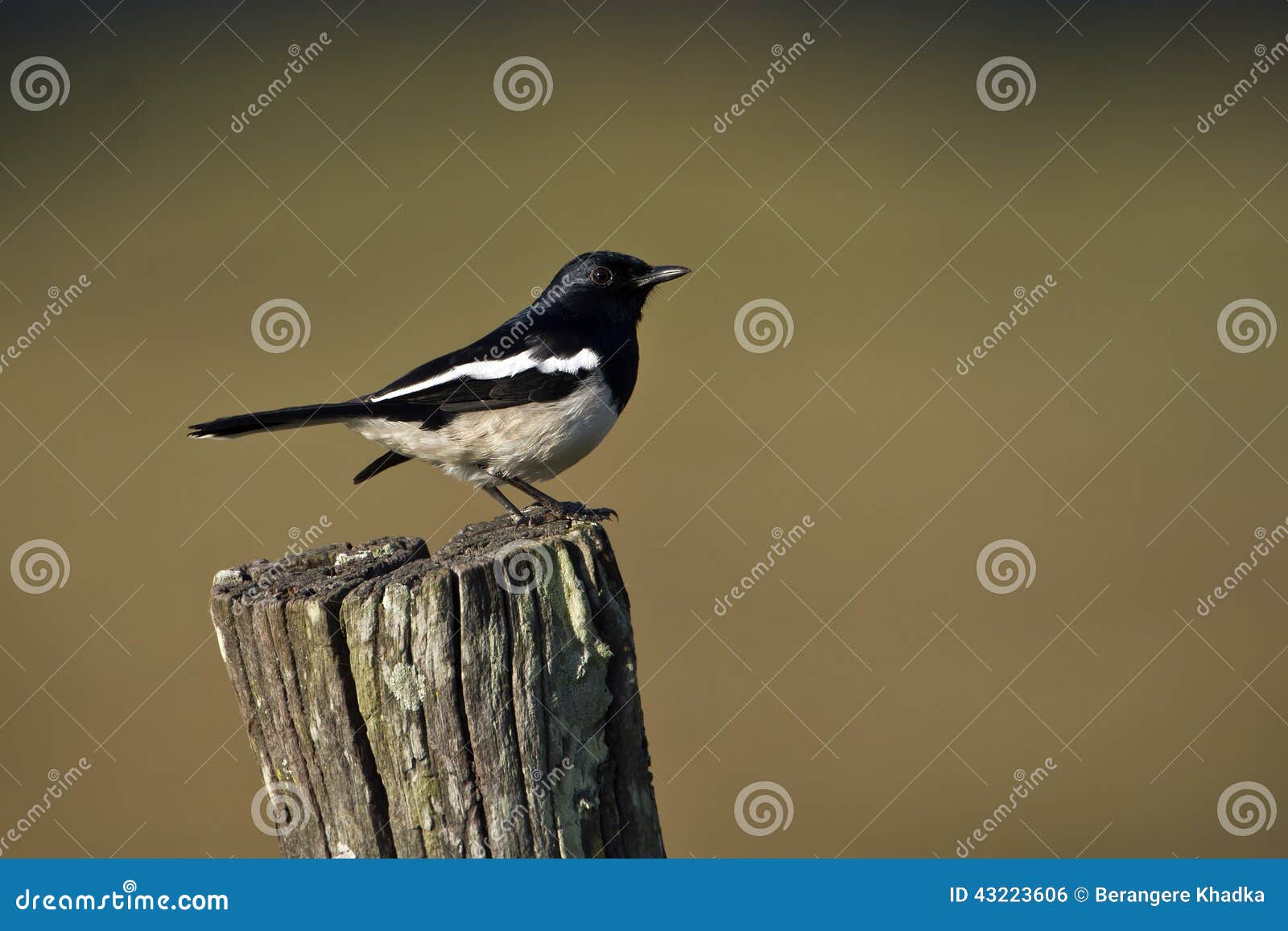 Oriental Magpie Robin Bird in Nepal Stock Photo - Image of magpie, side ...