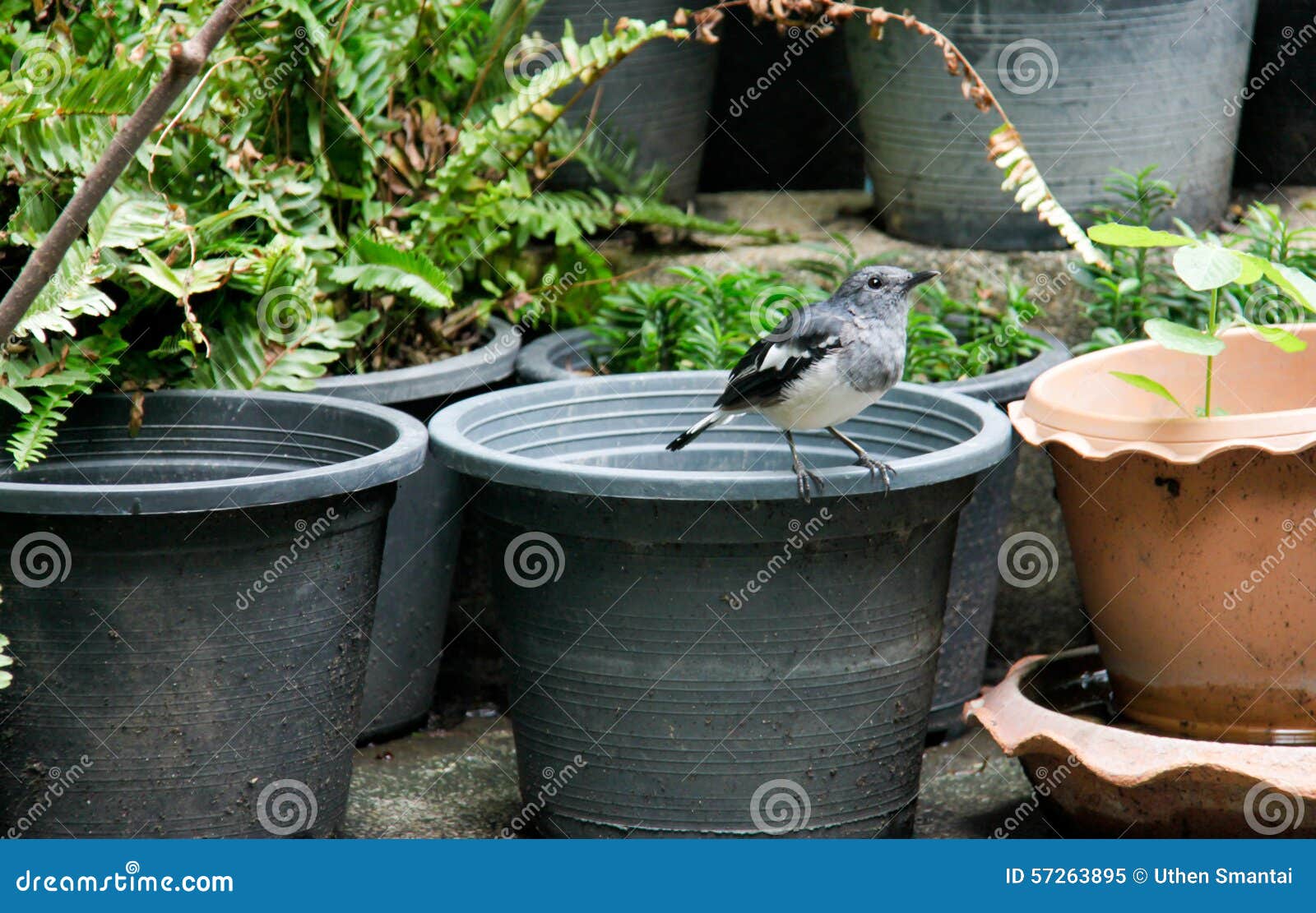 Oriental Magpie-Robin Bird stock image. Image of nature - 57263895