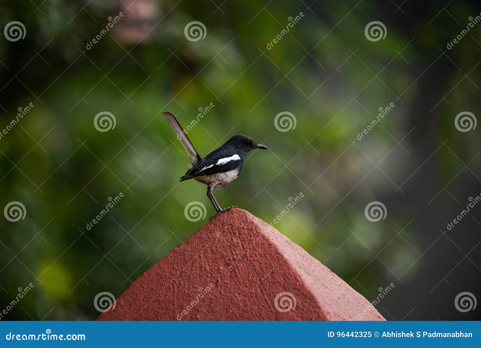 Oriental Magpie Robin Bird stock image. Image of grass - 96442325