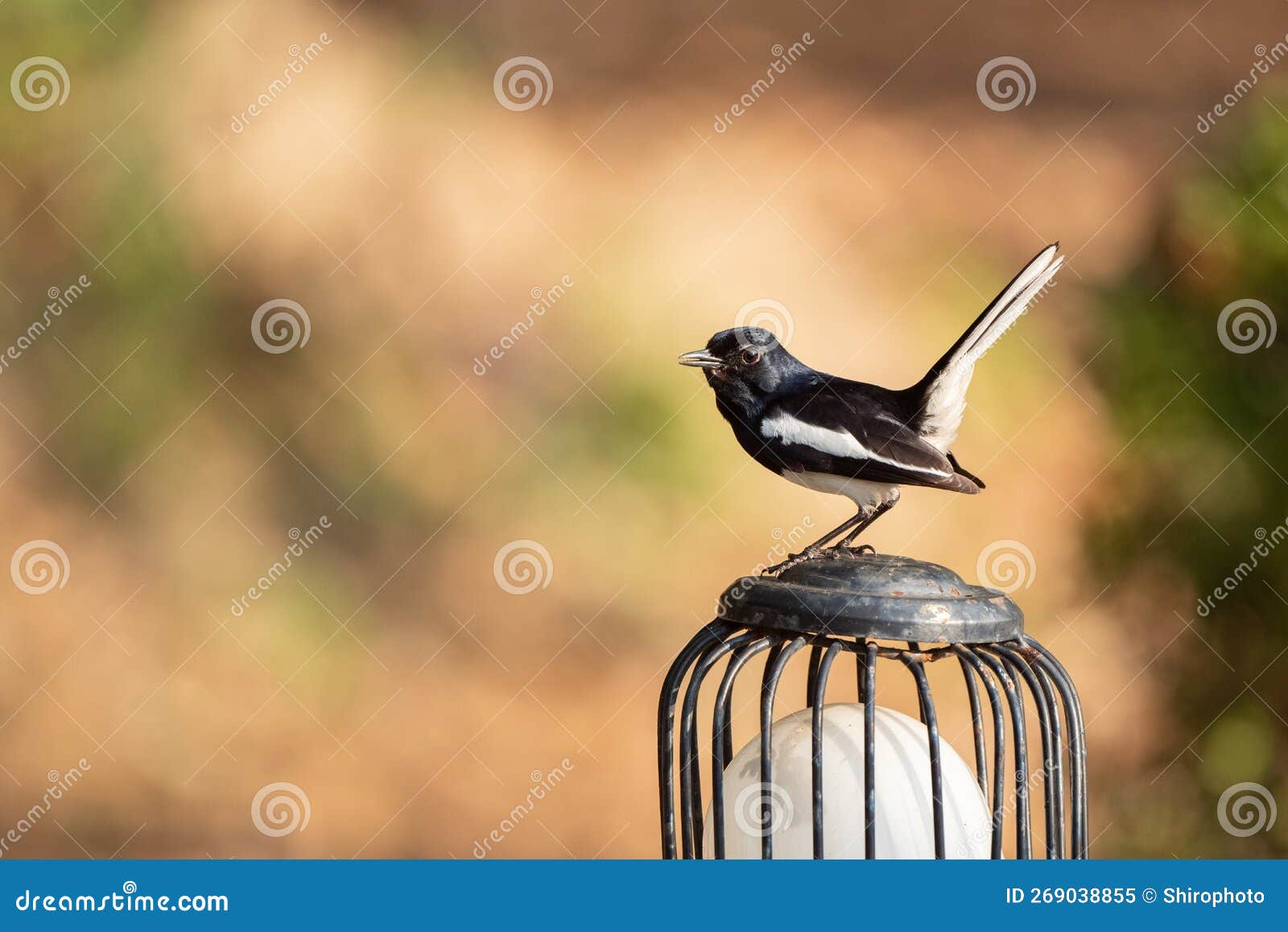 Oriental Magpie Robin Bird Standing on Branch of Tree Stock Image ...