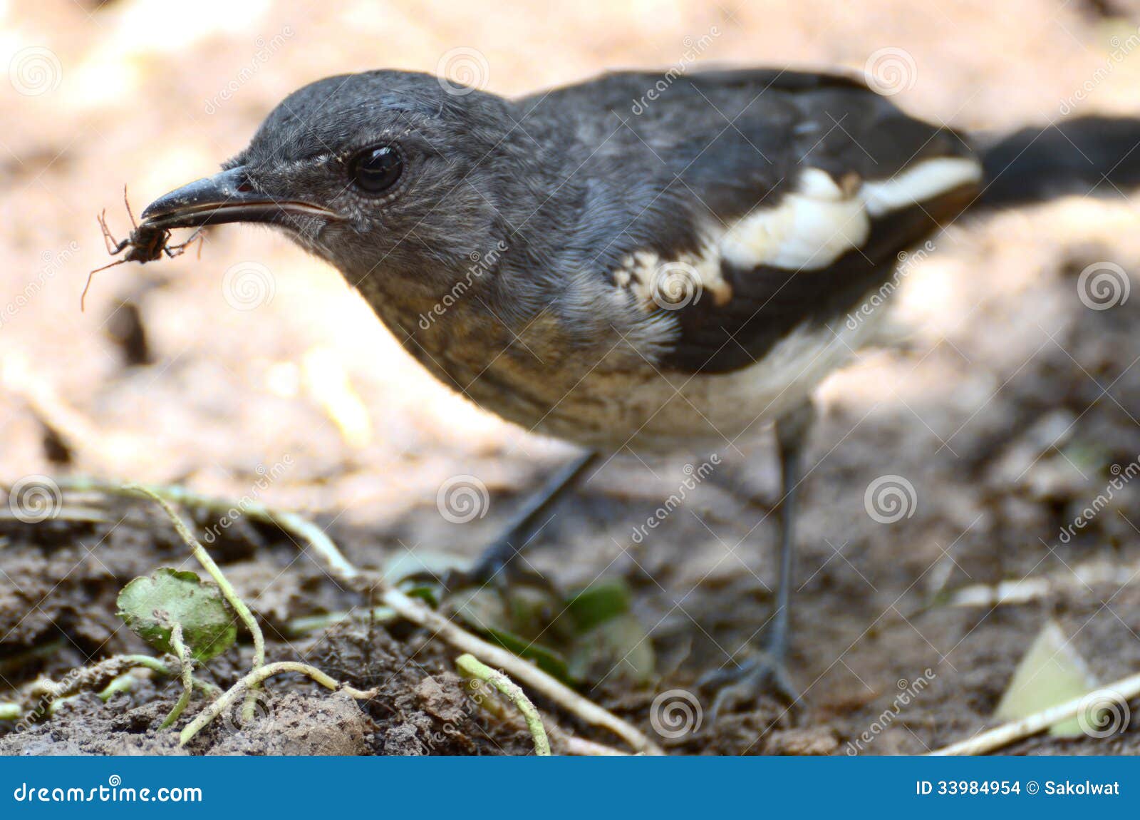 Oriental Magpie Robin Catch Prey Stock Photo - Image of nature ...