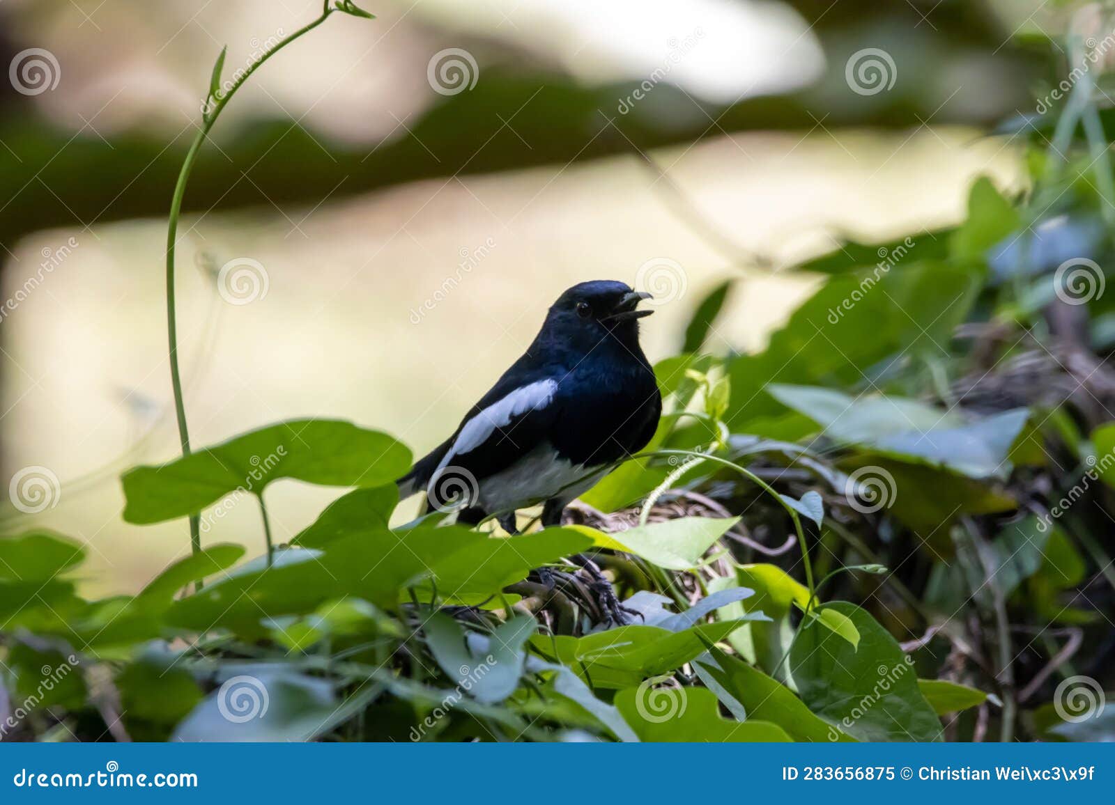 Oriental Magpie Robin, Copsychus Saularis Stock Image - Image of ...