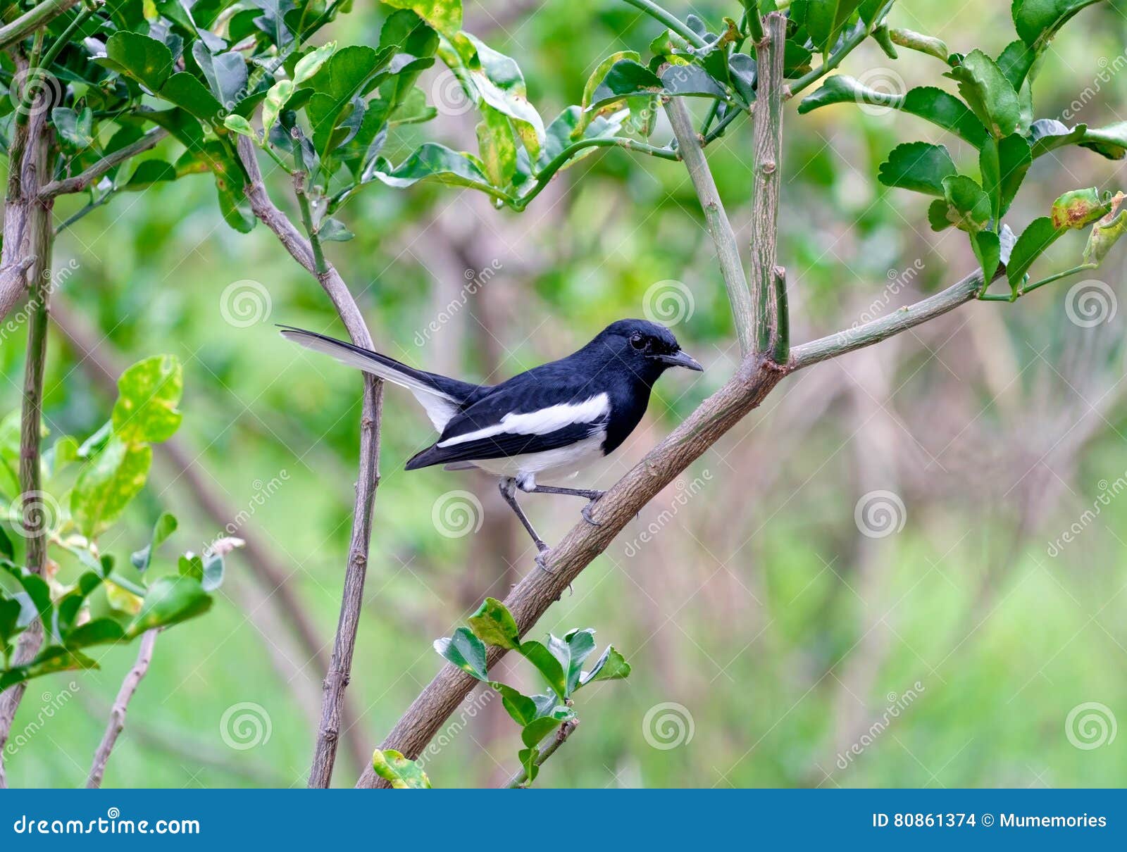 Oriental Magpie Robin,Copsychus Saularis,bird Hold Stock Photo - Image ...