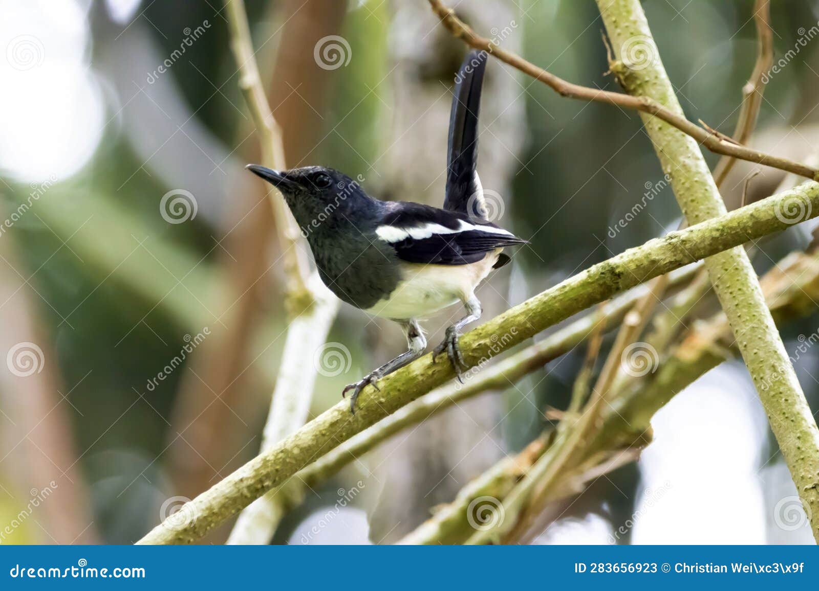 Oriental Magpie Robin, Copsychus Saularis Stock Image - Image of wild ...