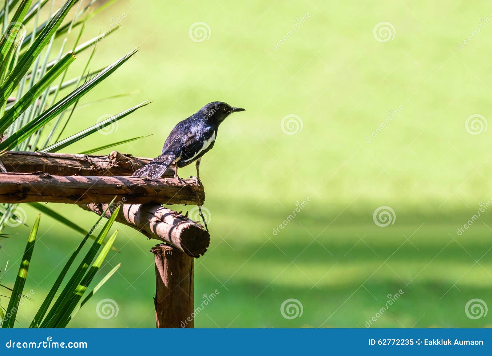 Oriental Magpie-robin or Copsychus Saularis, Small Passerine Bird Stock ...