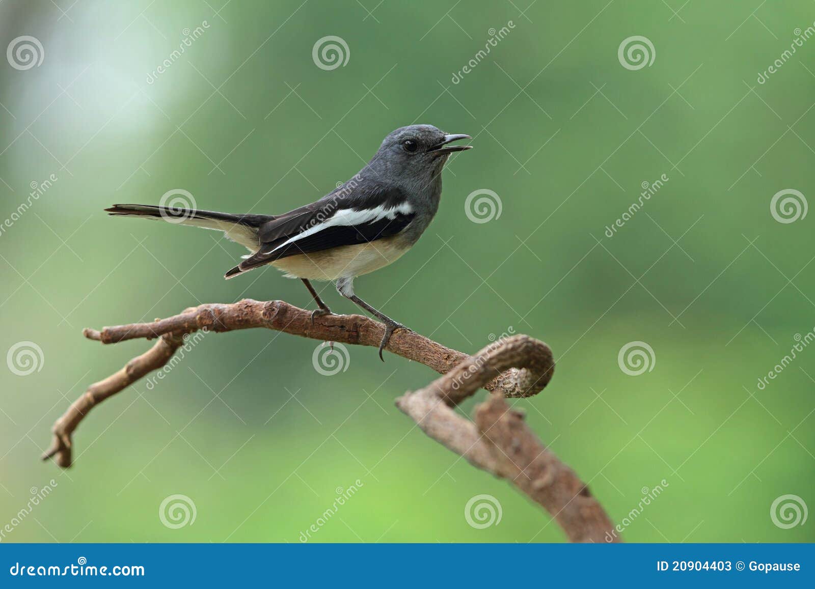 Oriental Magpie Robin(female) Stock Image - Image of park, animal: 20904403