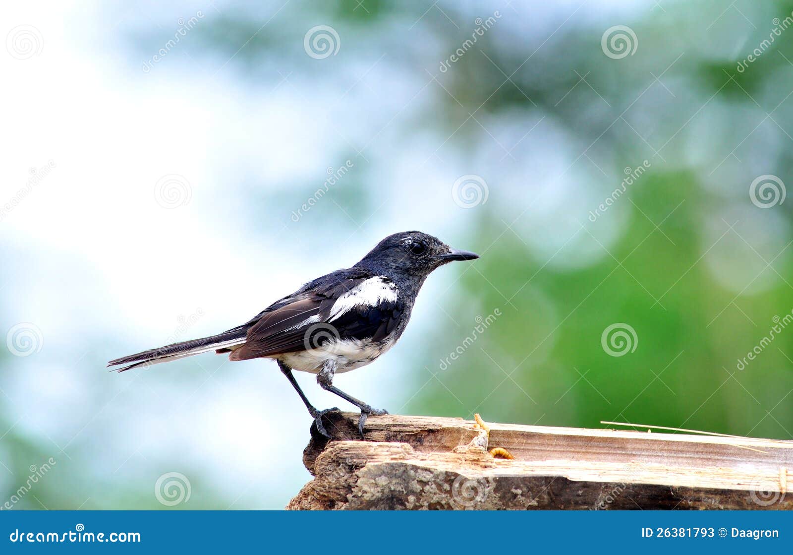 Oriental Magpie Robin (Female) Stock Image - Image of green, nectar ...