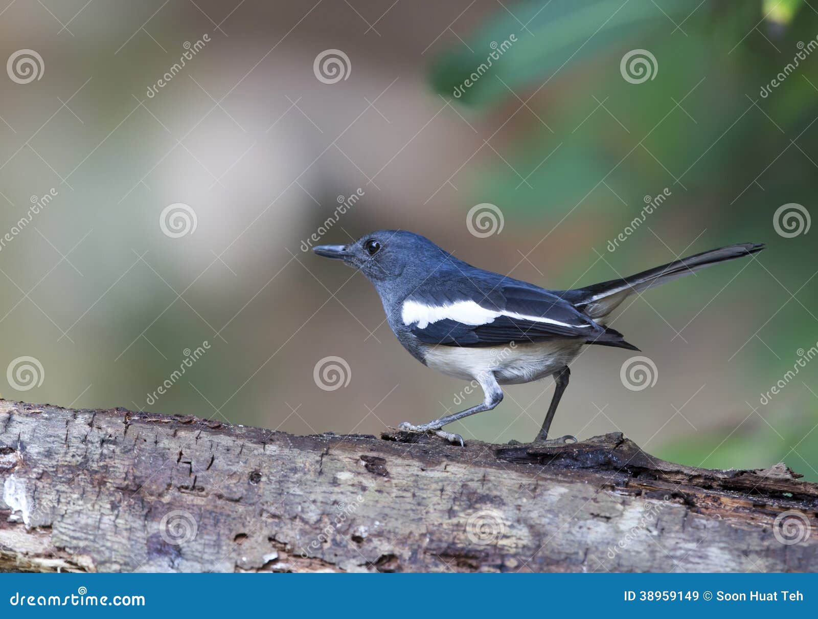 Oriental Magpie Robin stock image. Image of wild, life - 38959149
