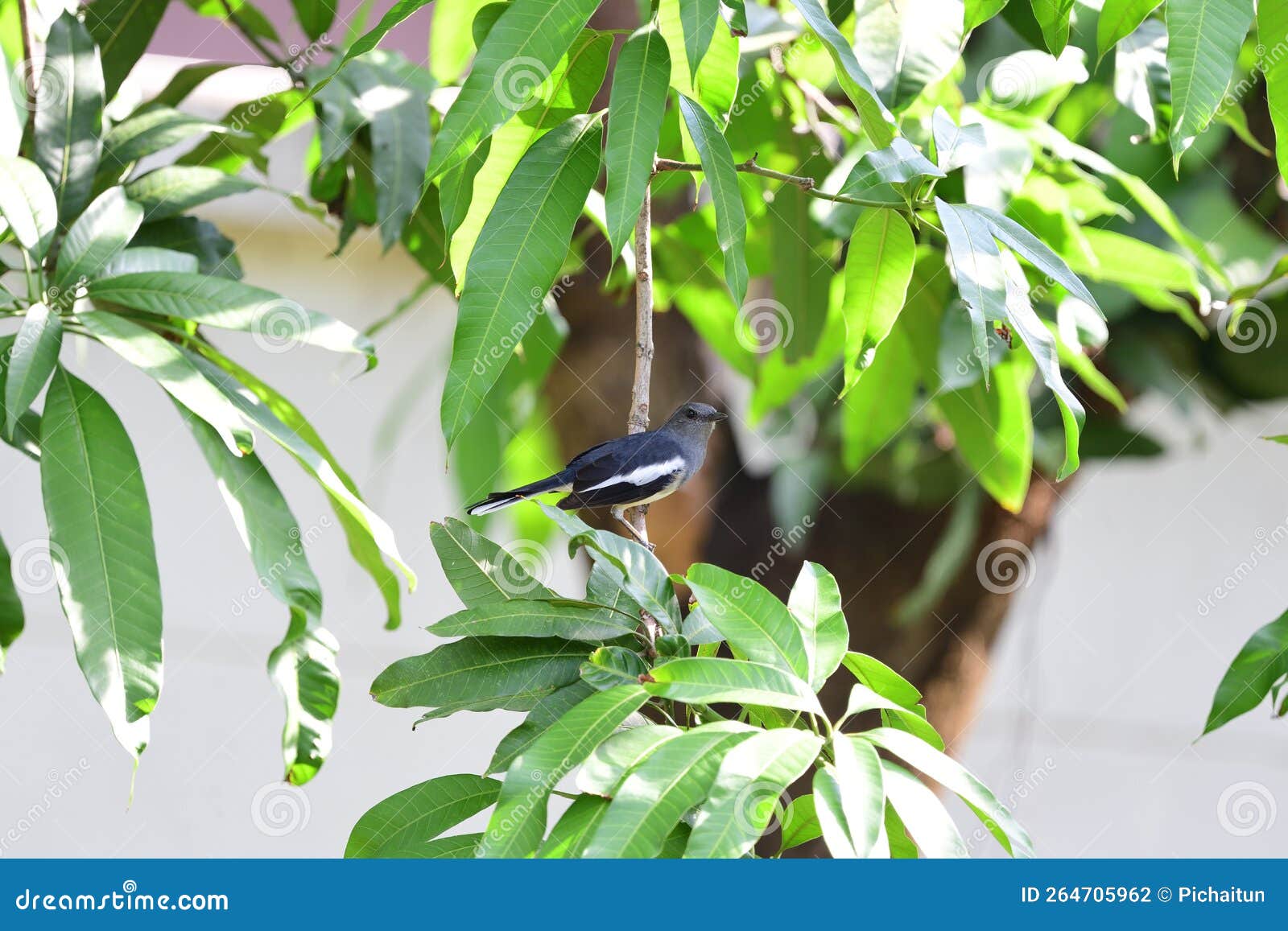 Oriental Magpie Robin stock photo. Image of mango, bird - 264705962