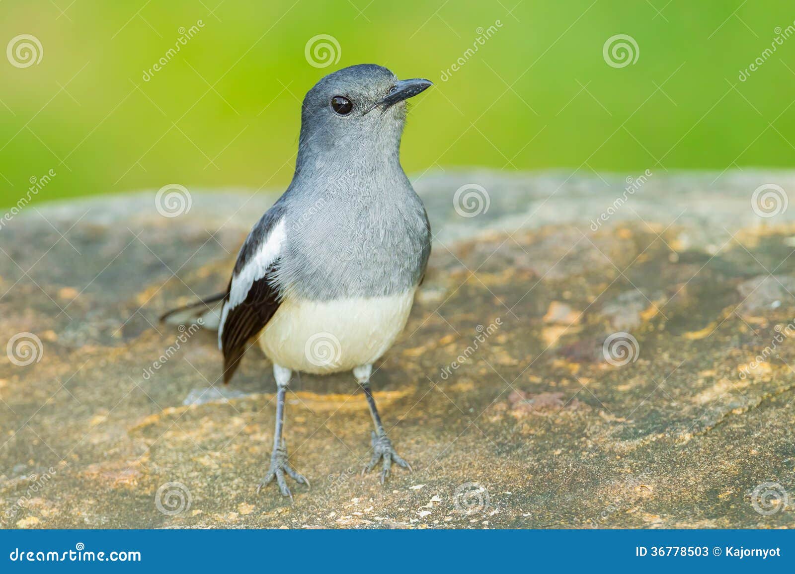 Oriental Magpie Robin stock image. Image of alert, billed - 36778503