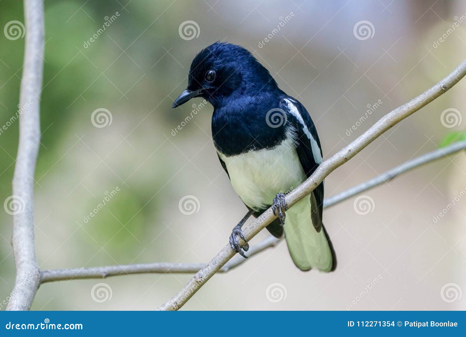 Oriental Magpie Robin Looking Down Stock Photo - Image of feather ...