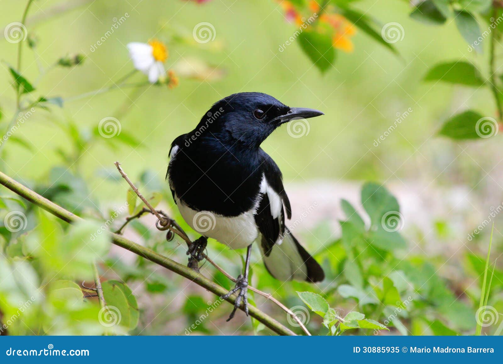 Oriental Magpie Robin stock image. Image of robin, cagebirds - 30885935