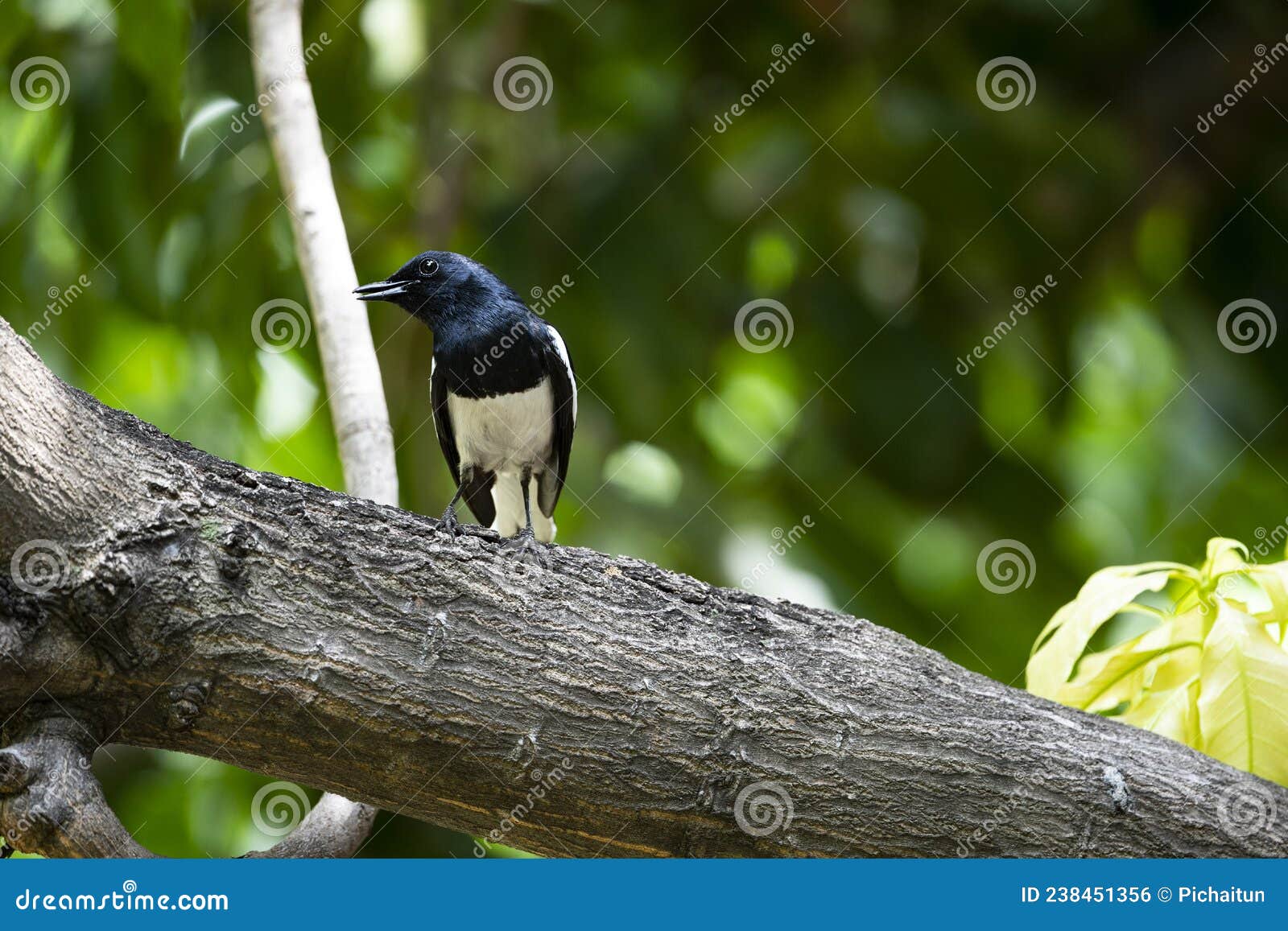 Oriental - magpie Robin stock photo. Image of tropical - 238451356