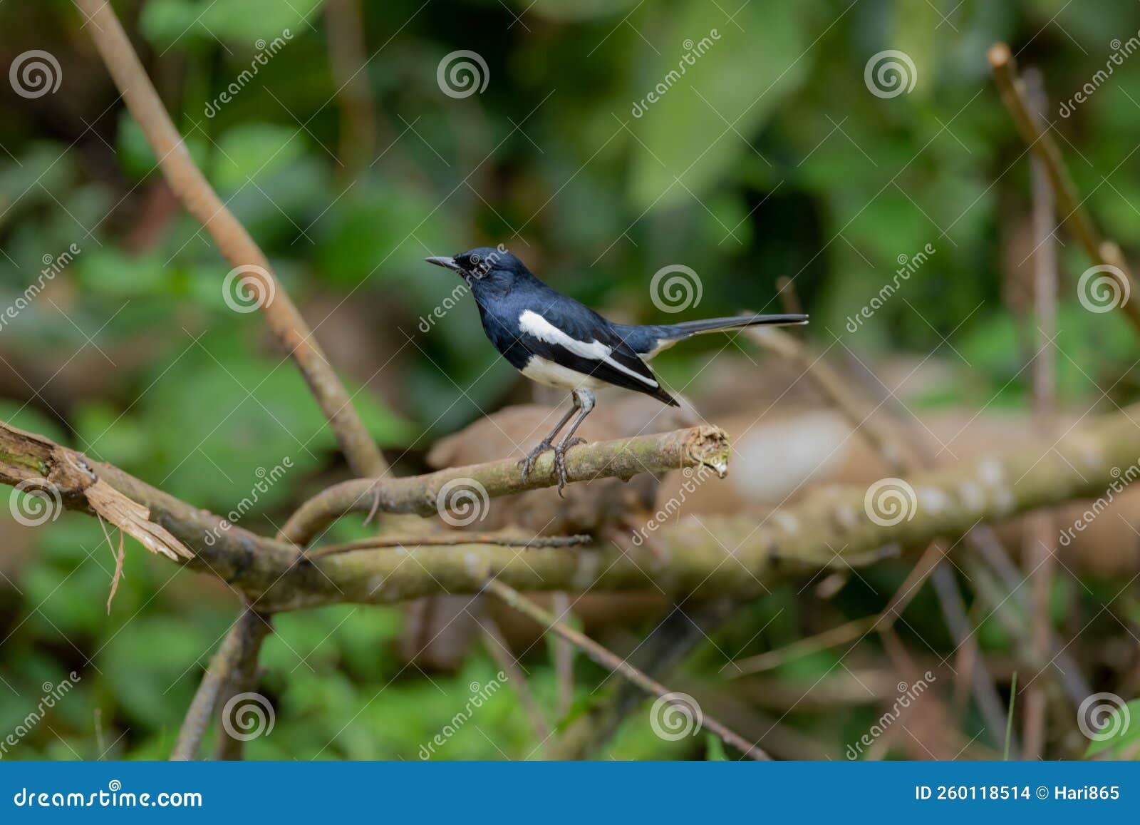 Oriental Magpie Robin stock photo. Image of finch, juveniles - 260118514