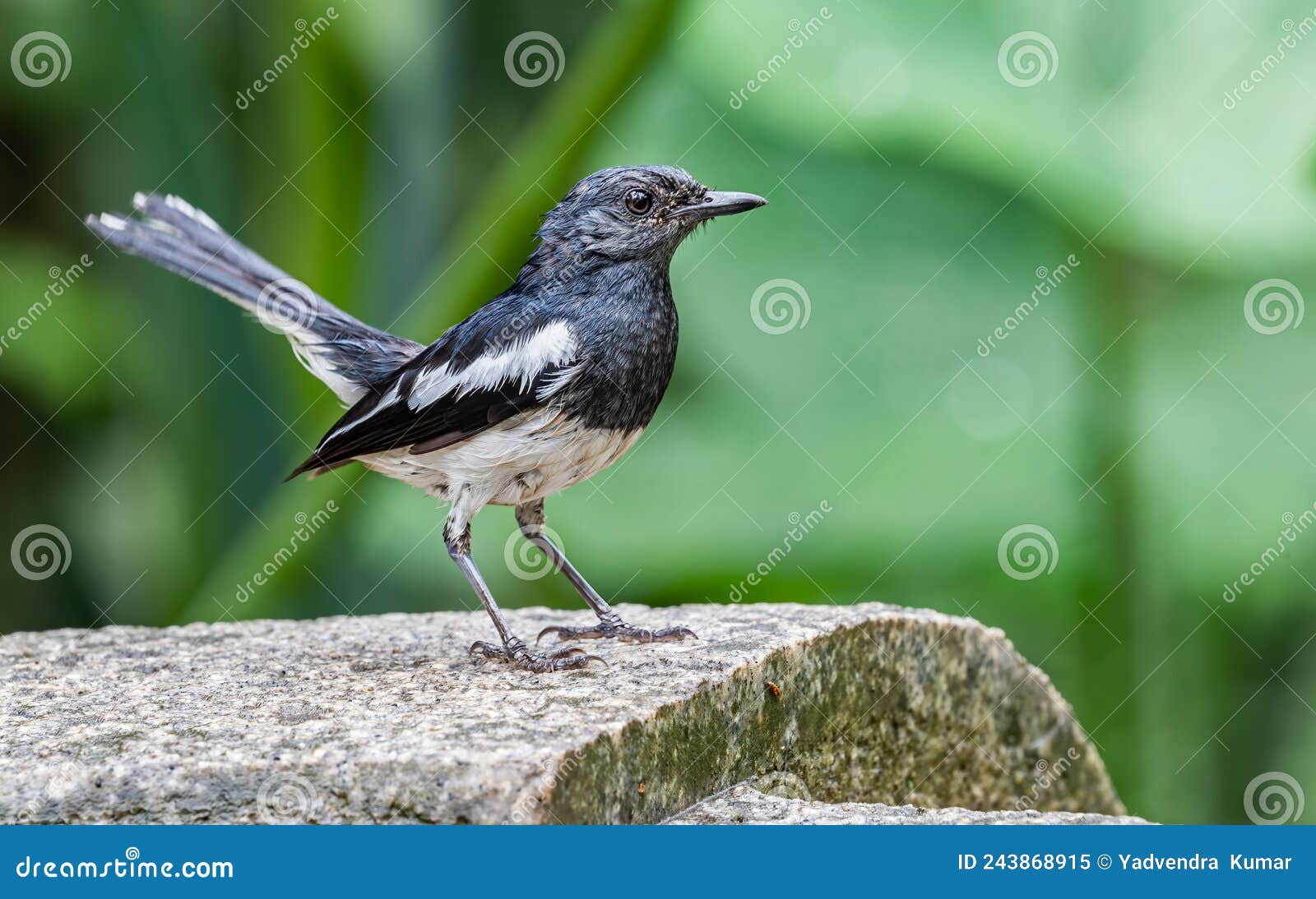 A Oriental Magpie Sitting on a Slab Stock Image - Image of forest ...