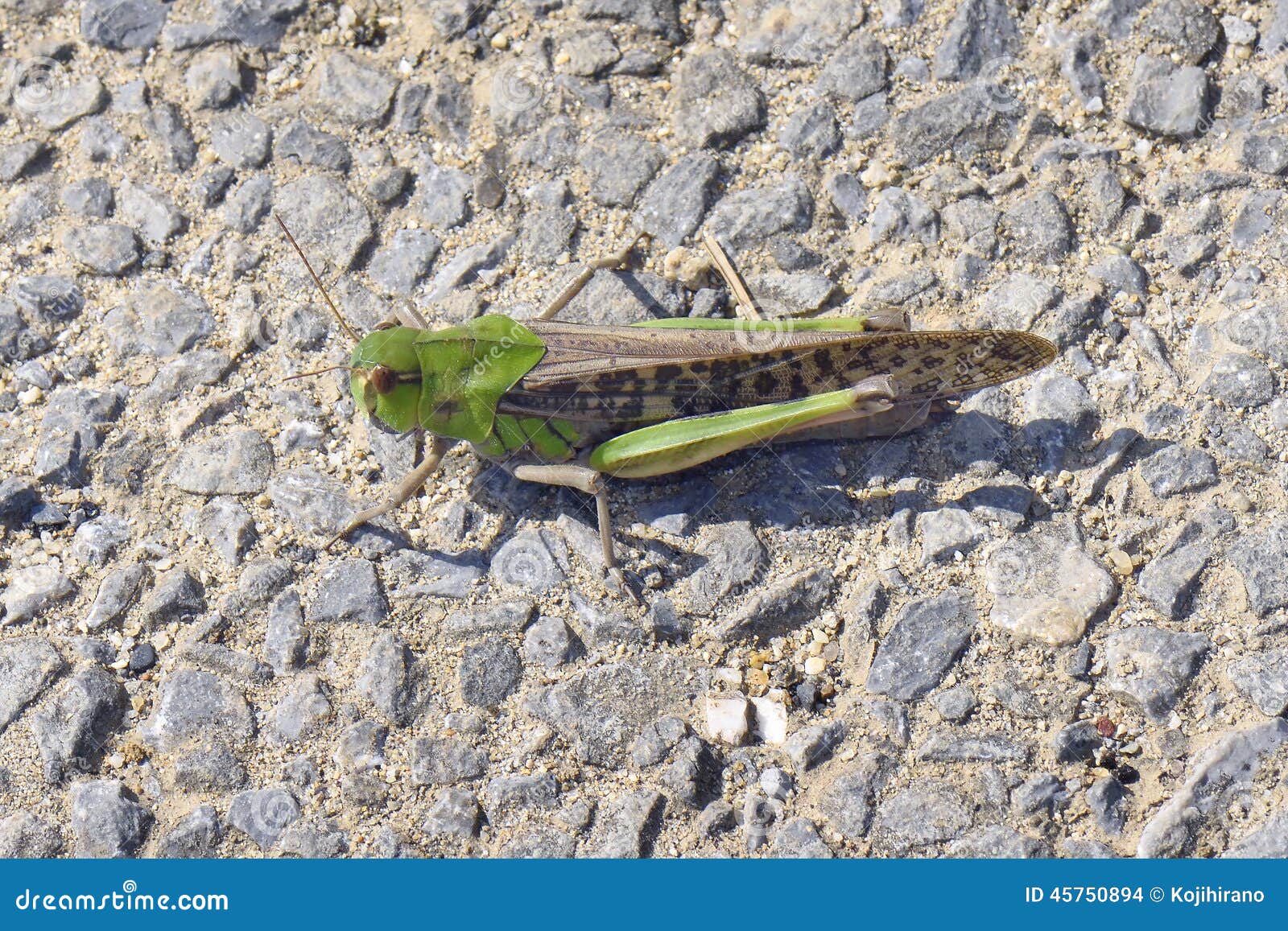 Oriental migratory locust stock photo. Image of large - 45750894