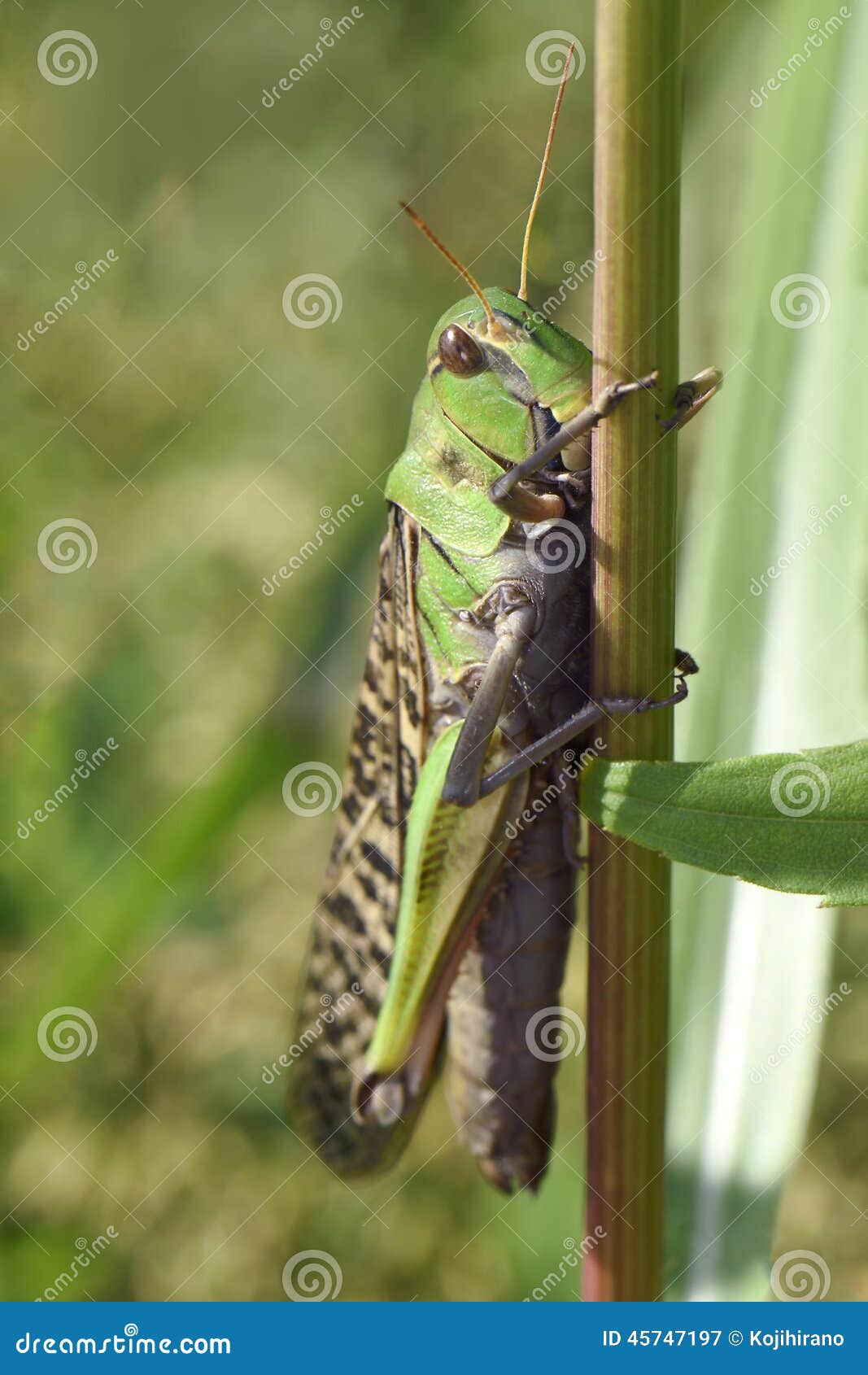 Oriental migratory locust stock image. Image of locust - 45747197