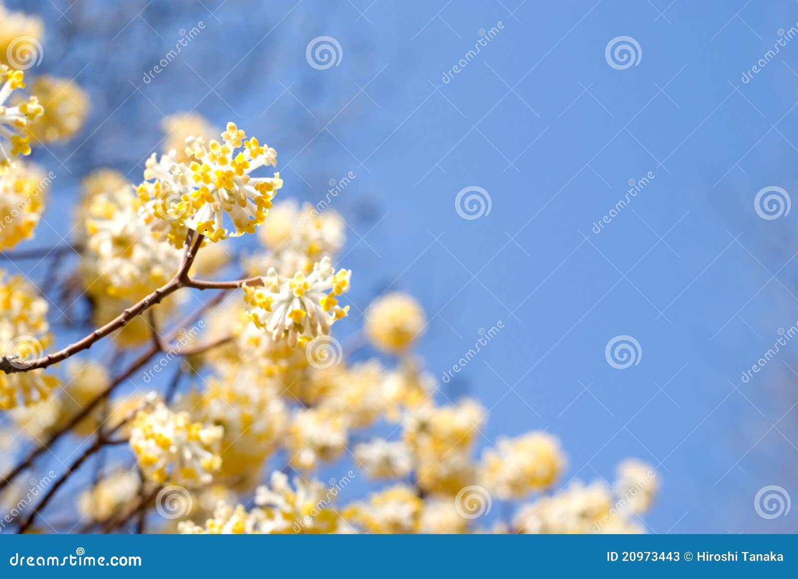 Oriental Paperbush Edgeworthia Chrysantha Nakai Grandiflora Budding ...