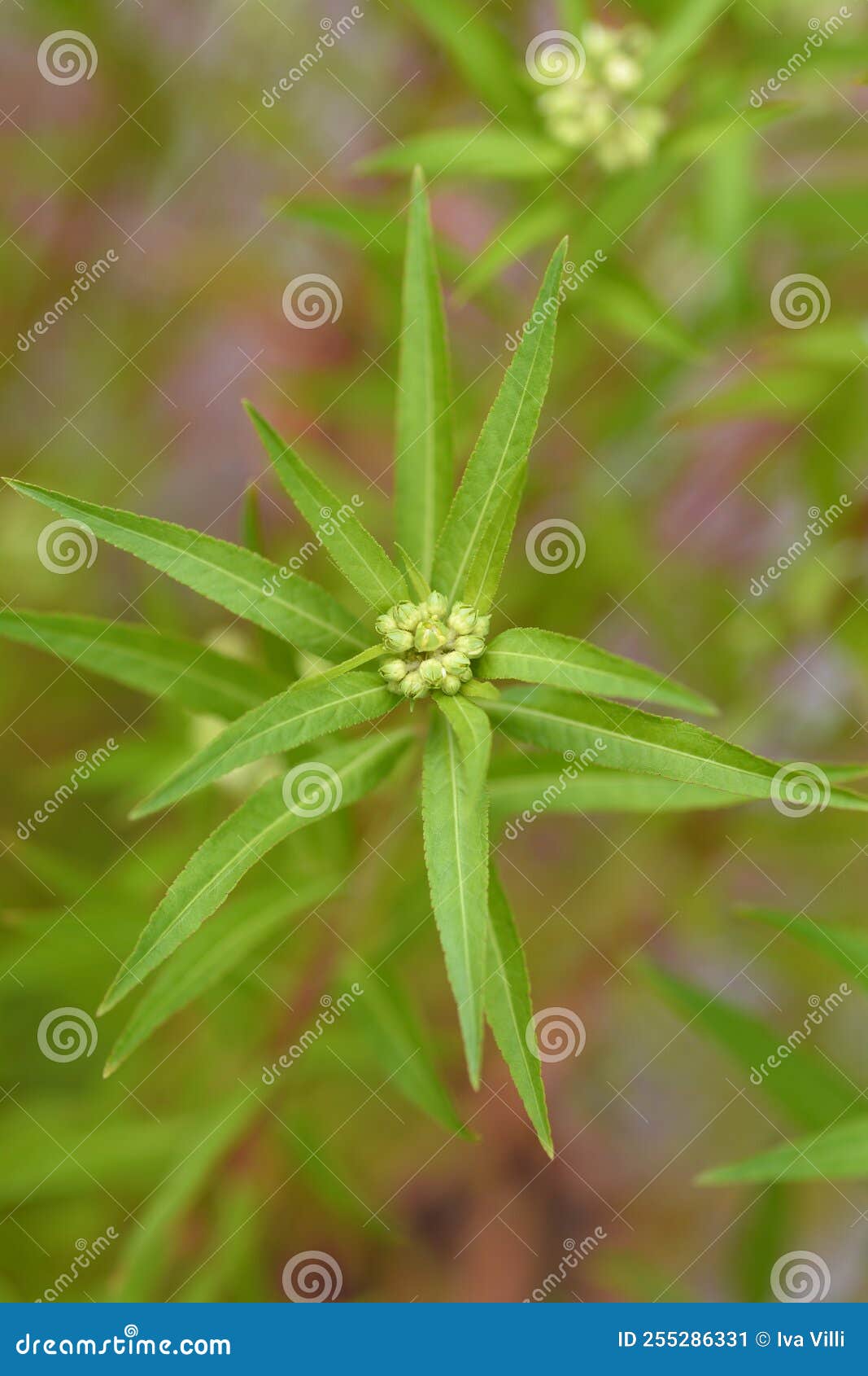 Oriental penthorum stock image. Image of close, garden - 255286331