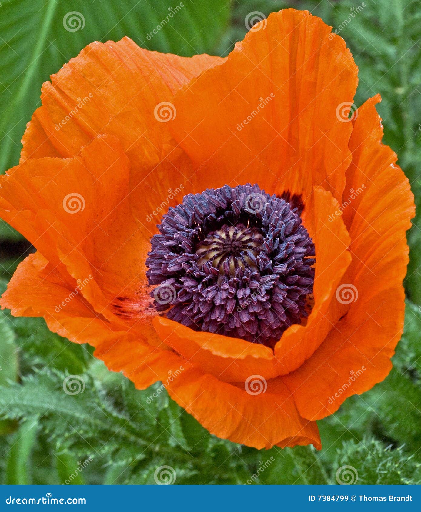 Macro of the Oriental Poppy Flower Named Brillant Stock Image - Image ...