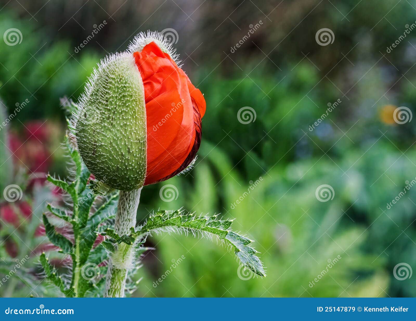 Oriental Poppy Opening stock image. Image of green, petals - 25147879
