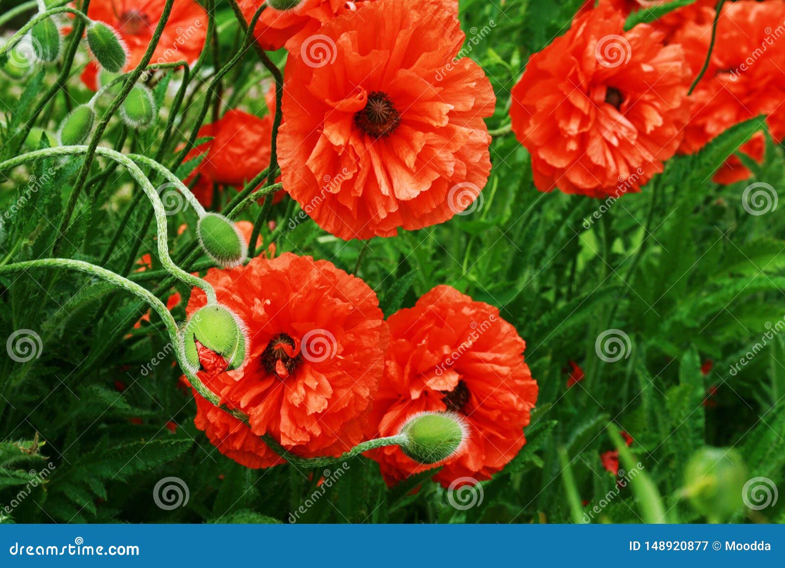Papaver Orientale. Red Oriental Poppy. Blood Red Oriental Poppy. Stock ...