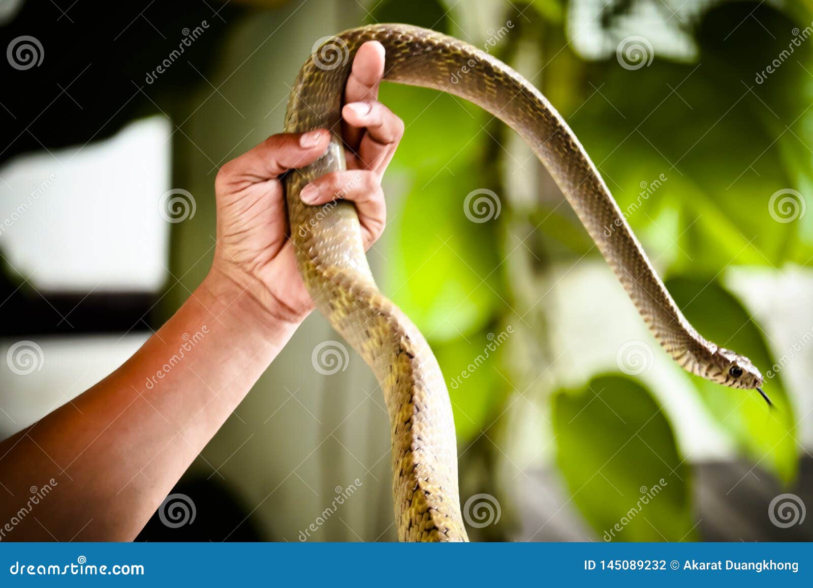 Oriental Rat Snake stock photo. Image of krait, head - 145089232