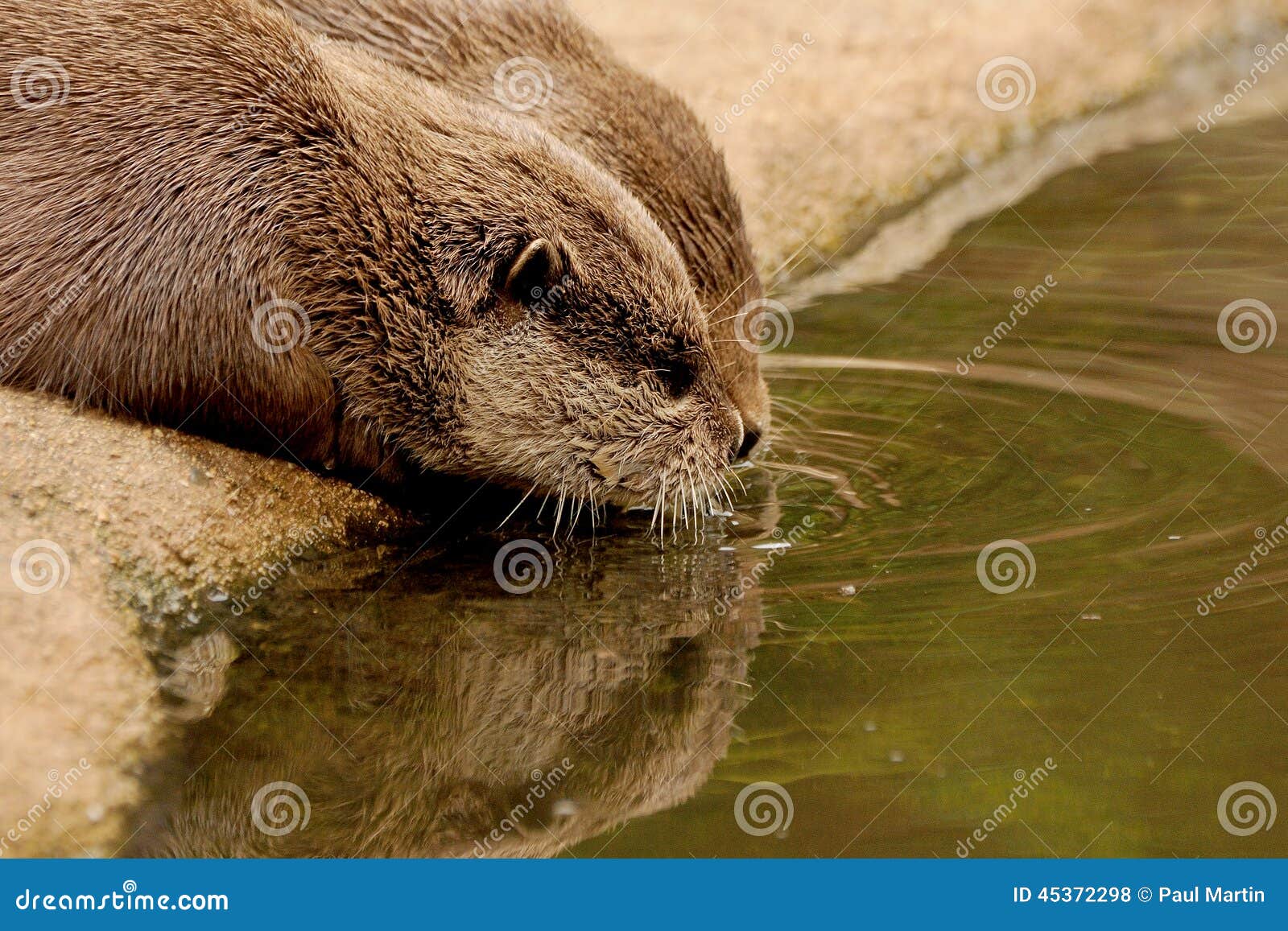 Oriental Short Clawed Otter Stock Photo - Image of cinerea, oriental ...