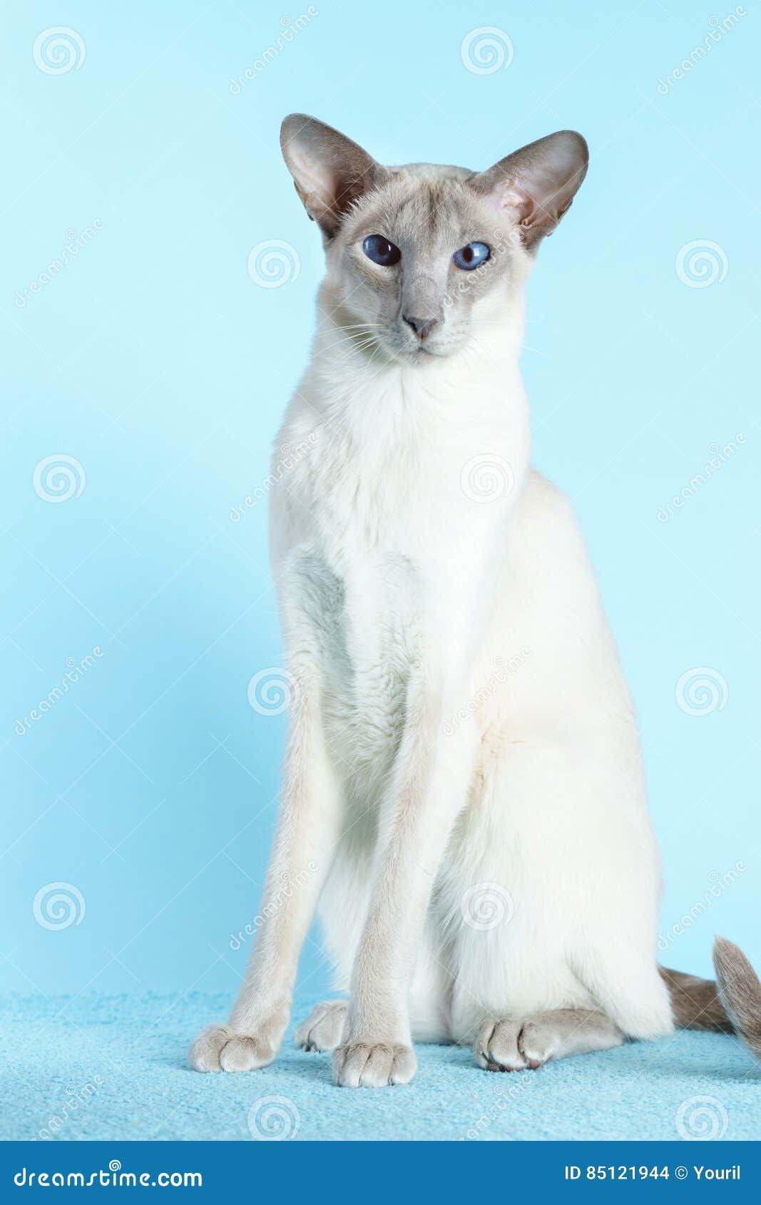 Oriental Siamese Cat Blue Eyes Sitting Light Blue Background Stock ...