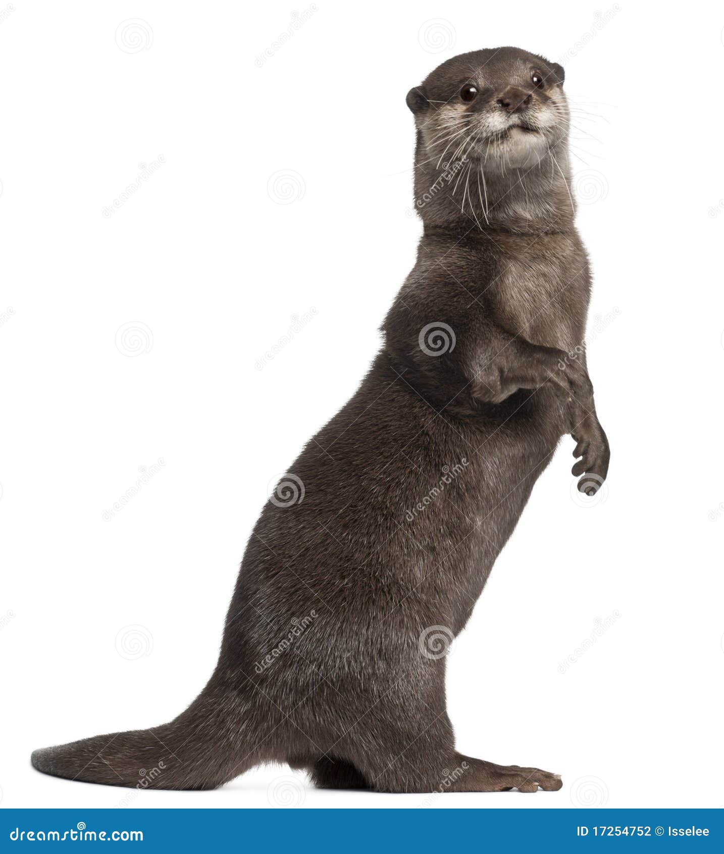 311 Clawed Legs Stock Photos - Free & Royalty-Free Stock Photos from ...