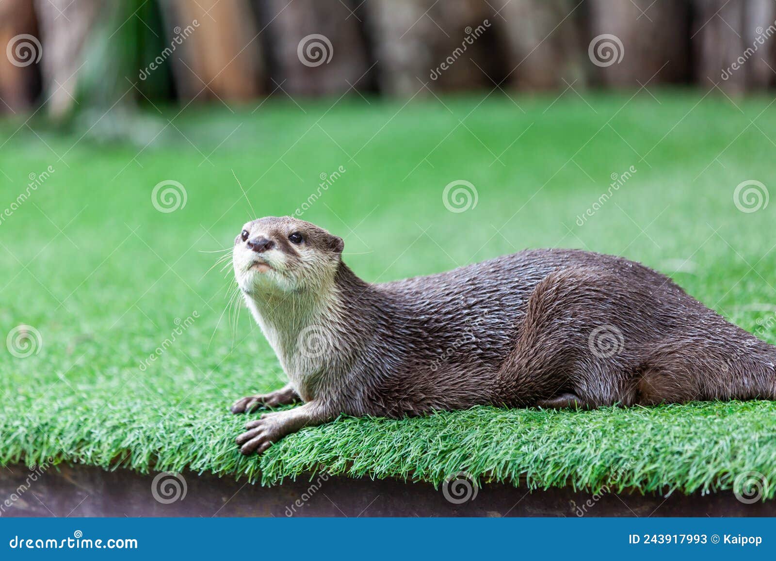 An Otter An Asian Short Clawed Otter Swimming In Water Closeup Royalty ...